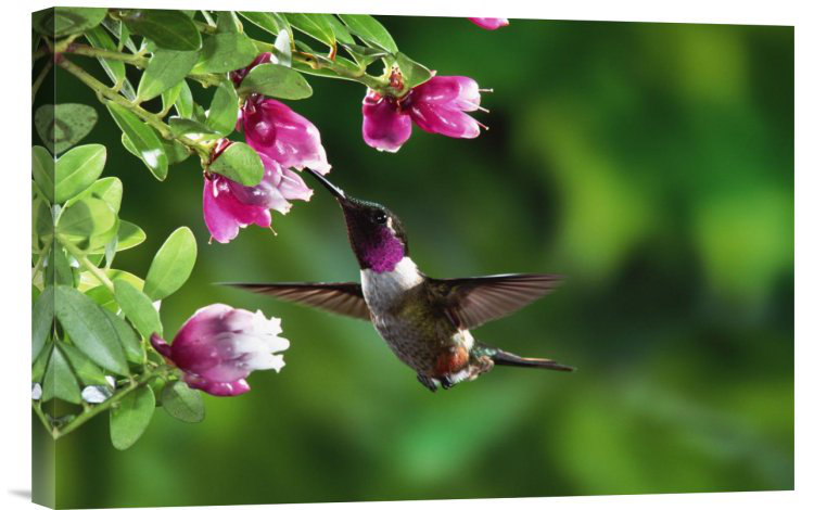 East Urban Home 'Magenta-Throated Woodstar Hummingbird' Photographic ...