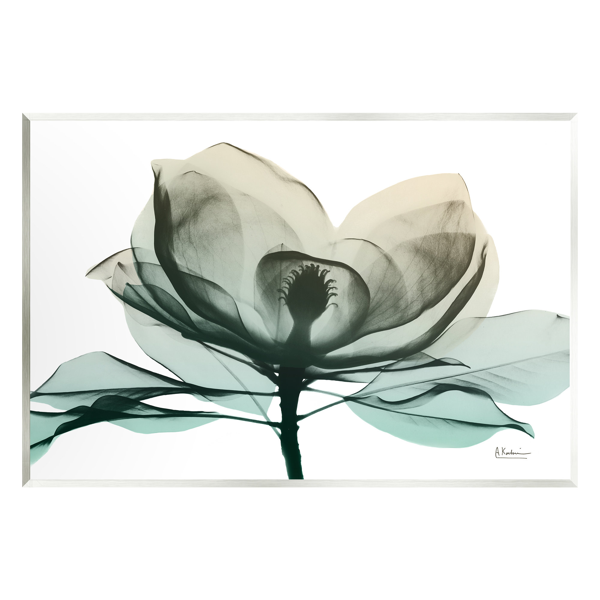 Stupell Industries Green X-Ray Flower Wall Plaque Art Design By Albert ...