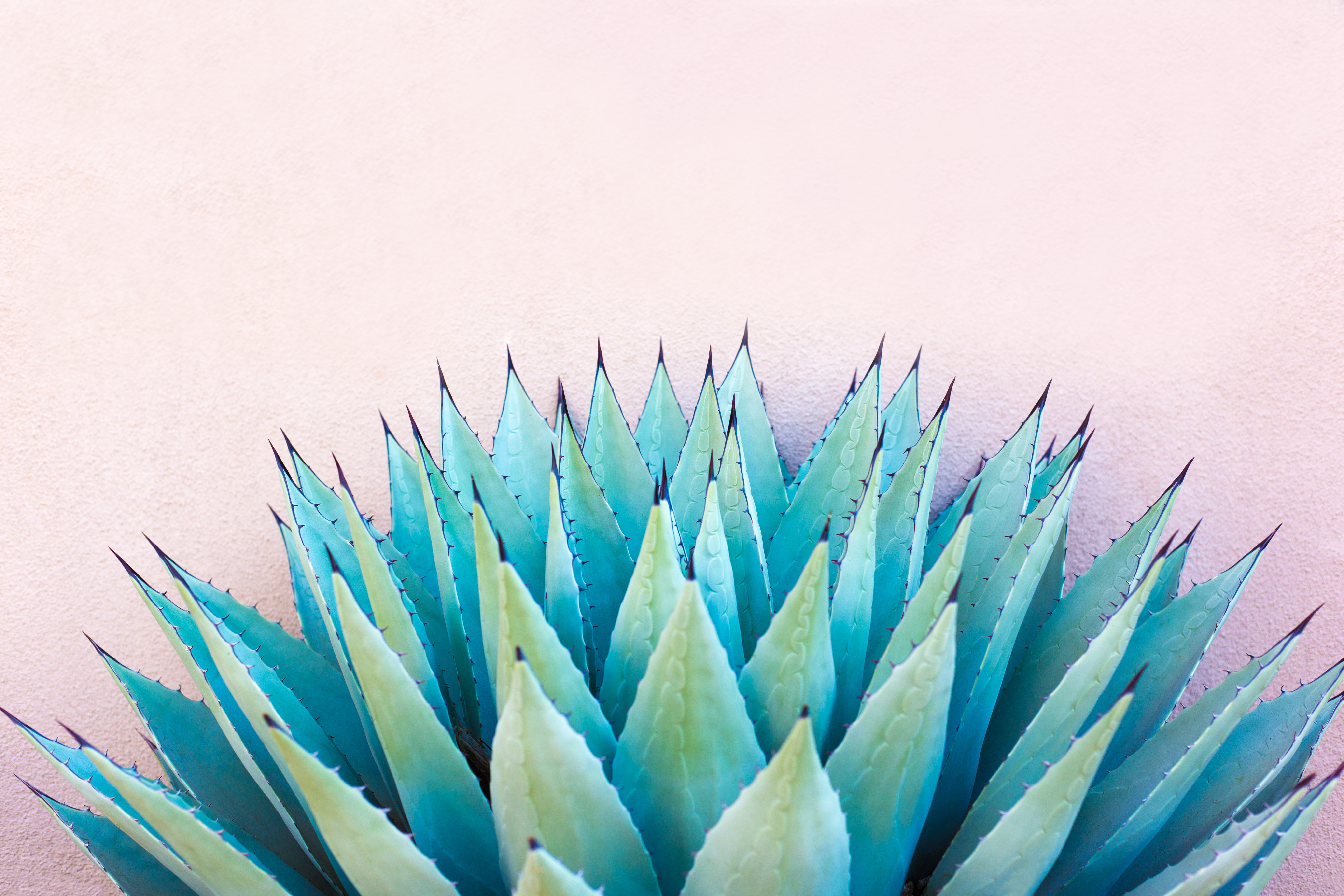 Ebern Designs Blue Agave by Jannhuizenga - Wayfair Canada