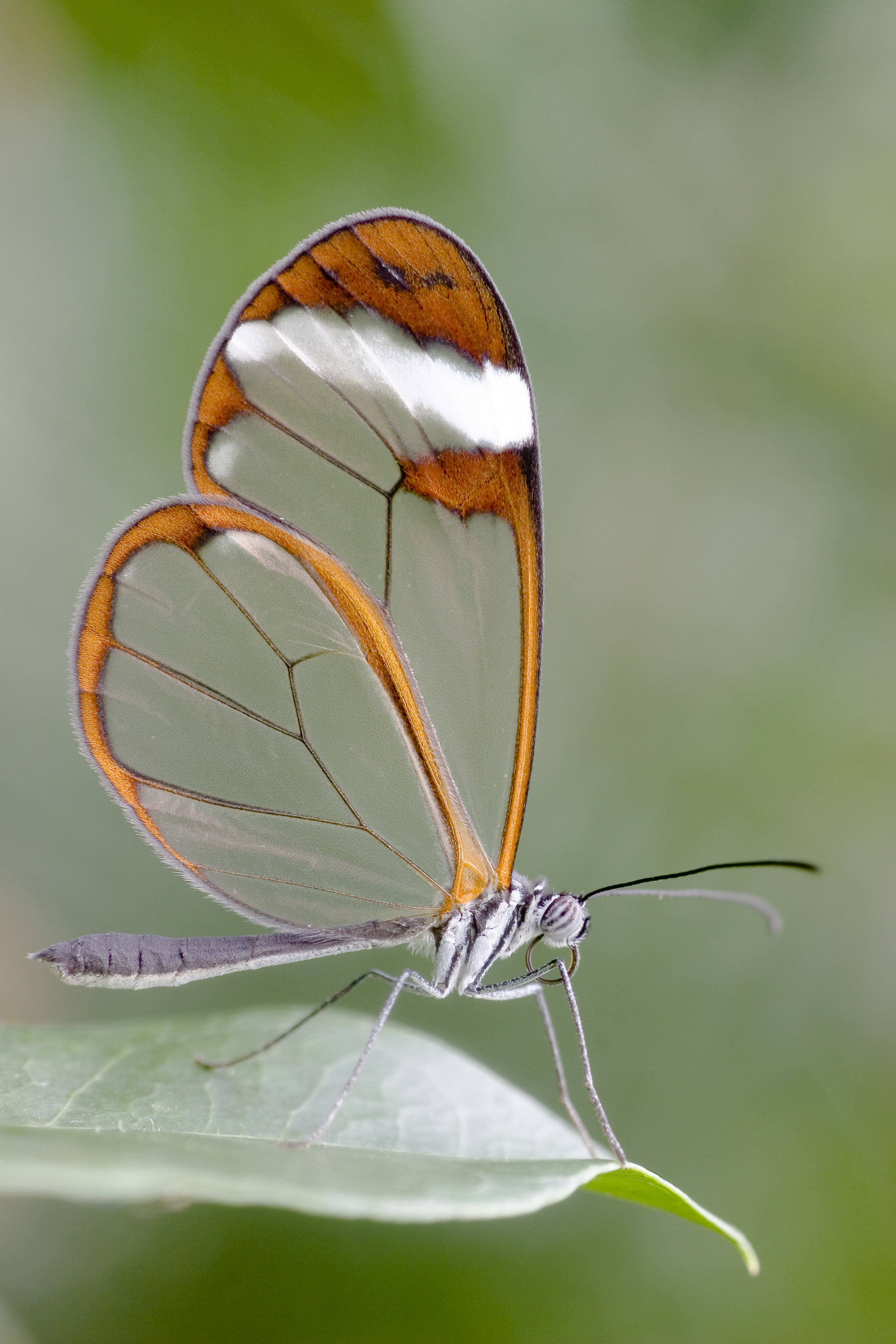 Orren Ellis Silvano Butterfly by Artmannwitte | Wayfair
