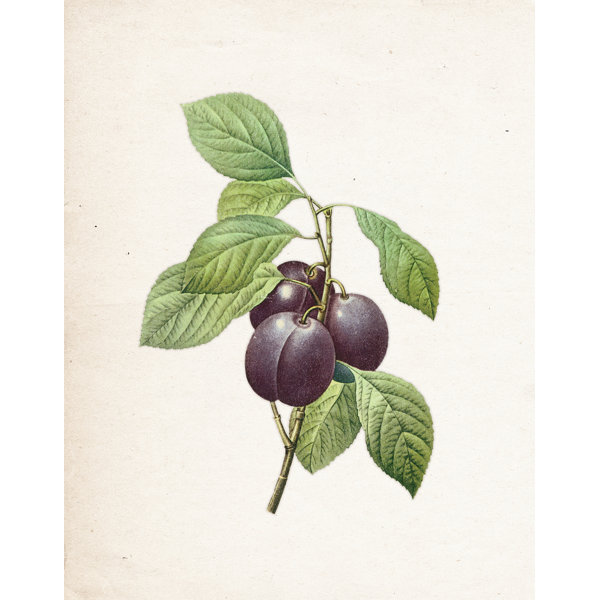 August Grove Simple Vintage Prunes - Wrapped Canvas Painting | Wayfair ...