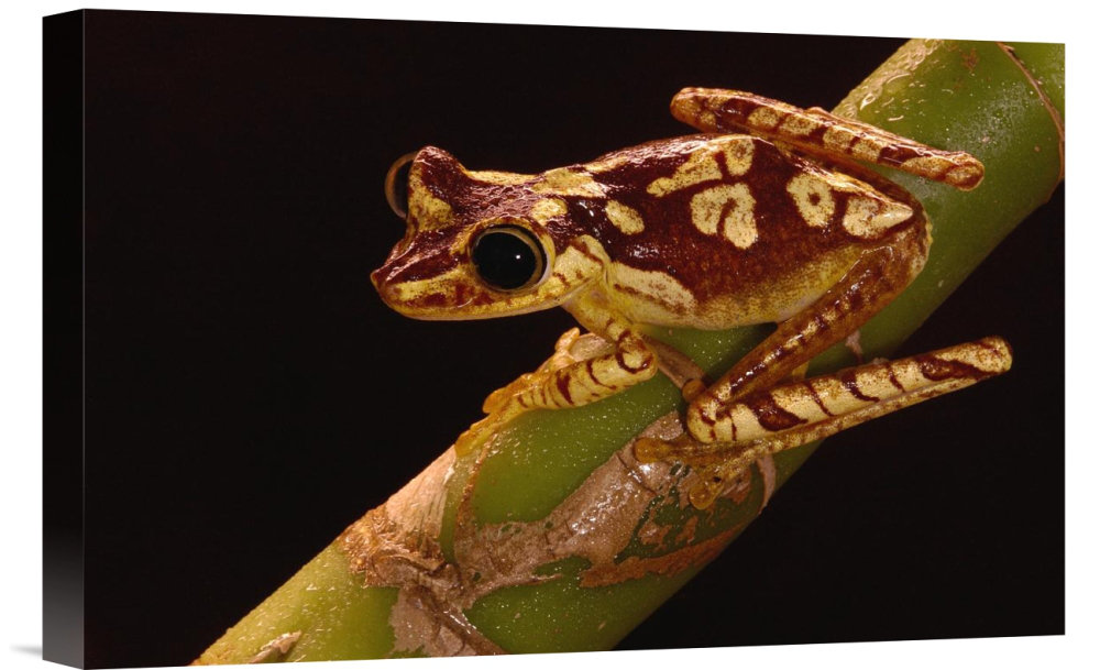 East Urban Home Ecuador Choco Rainforest 'Chachi Tree Frog Adult ...
