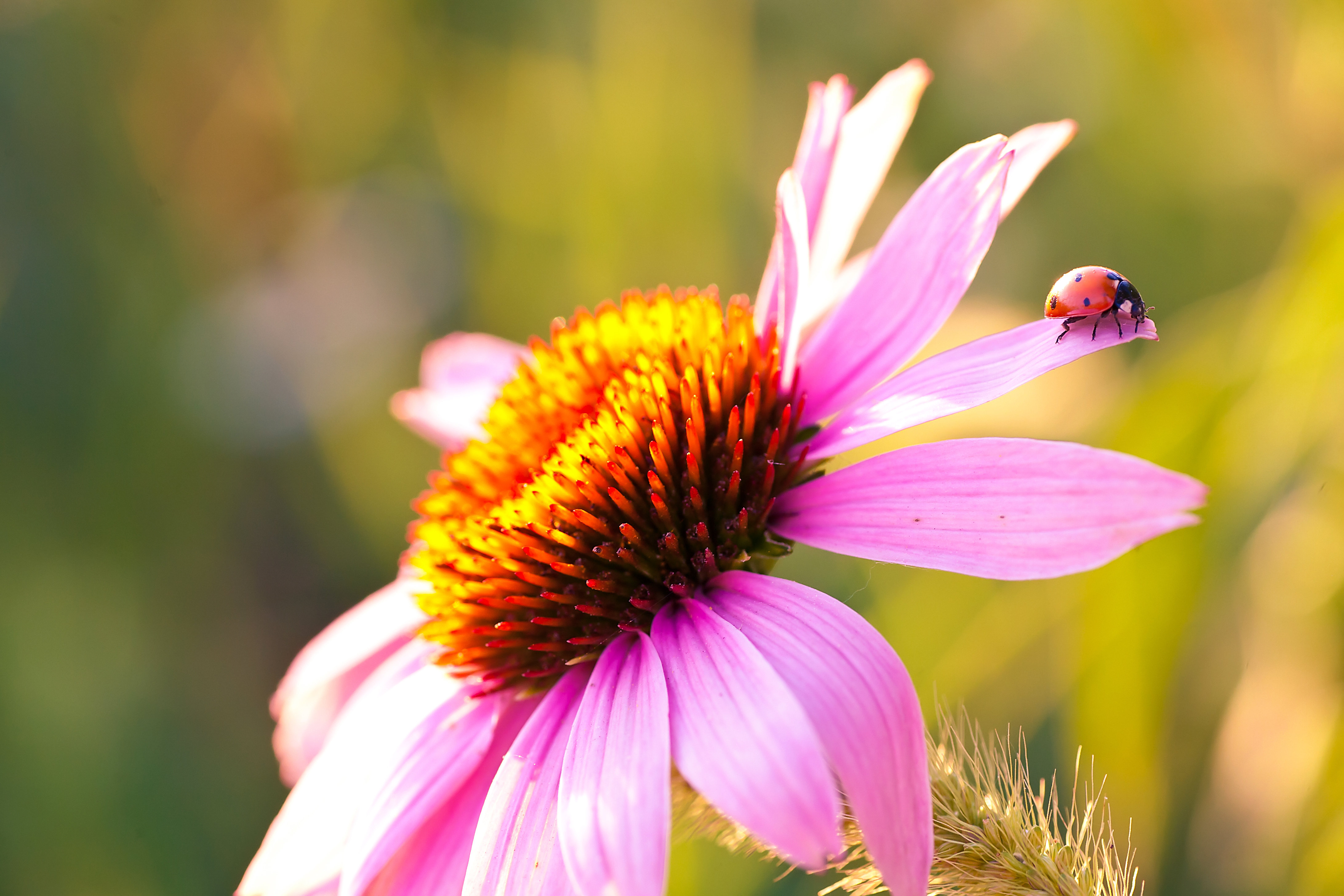 Hokku Designs Clarica Ladybird On Flower On Canvas by Saharrr ...