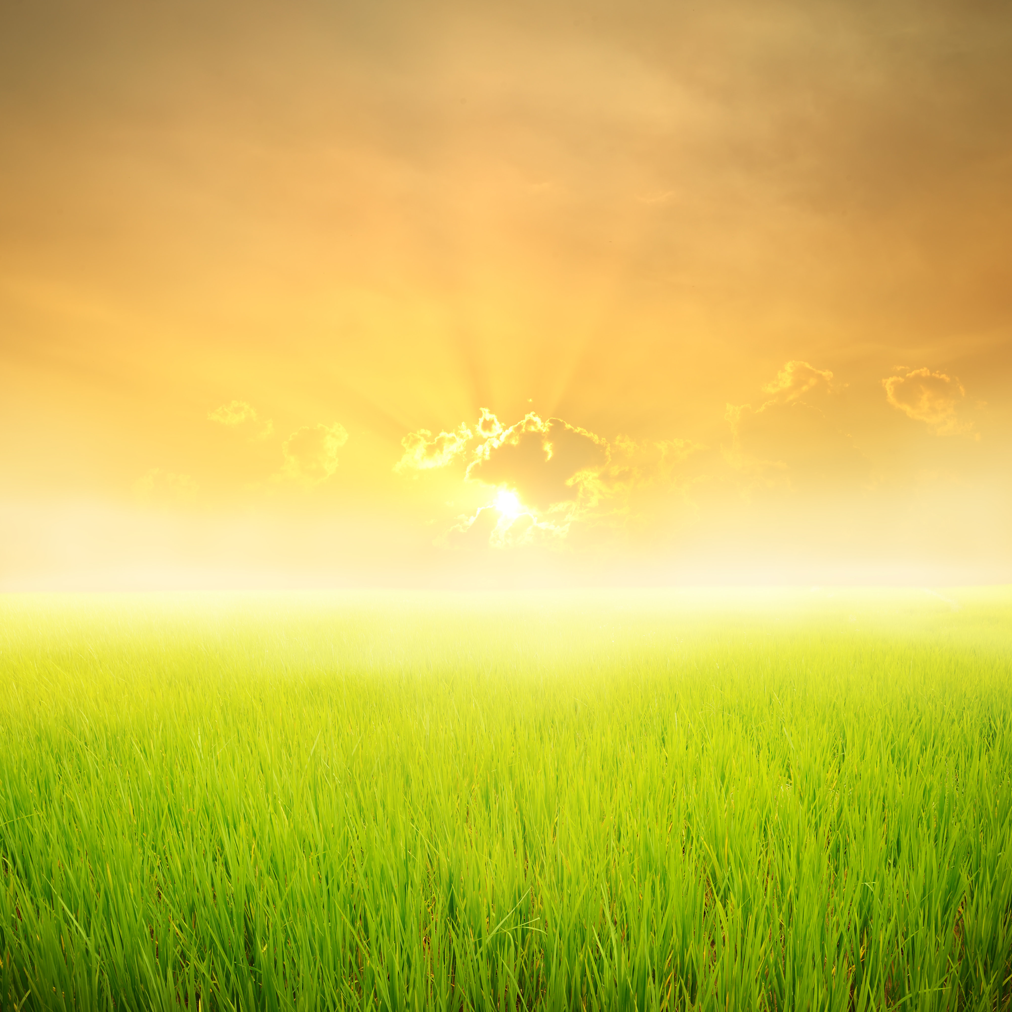 Ebern Designs Green Rice Field - Wrapped Canvas Photograph | Wayfair