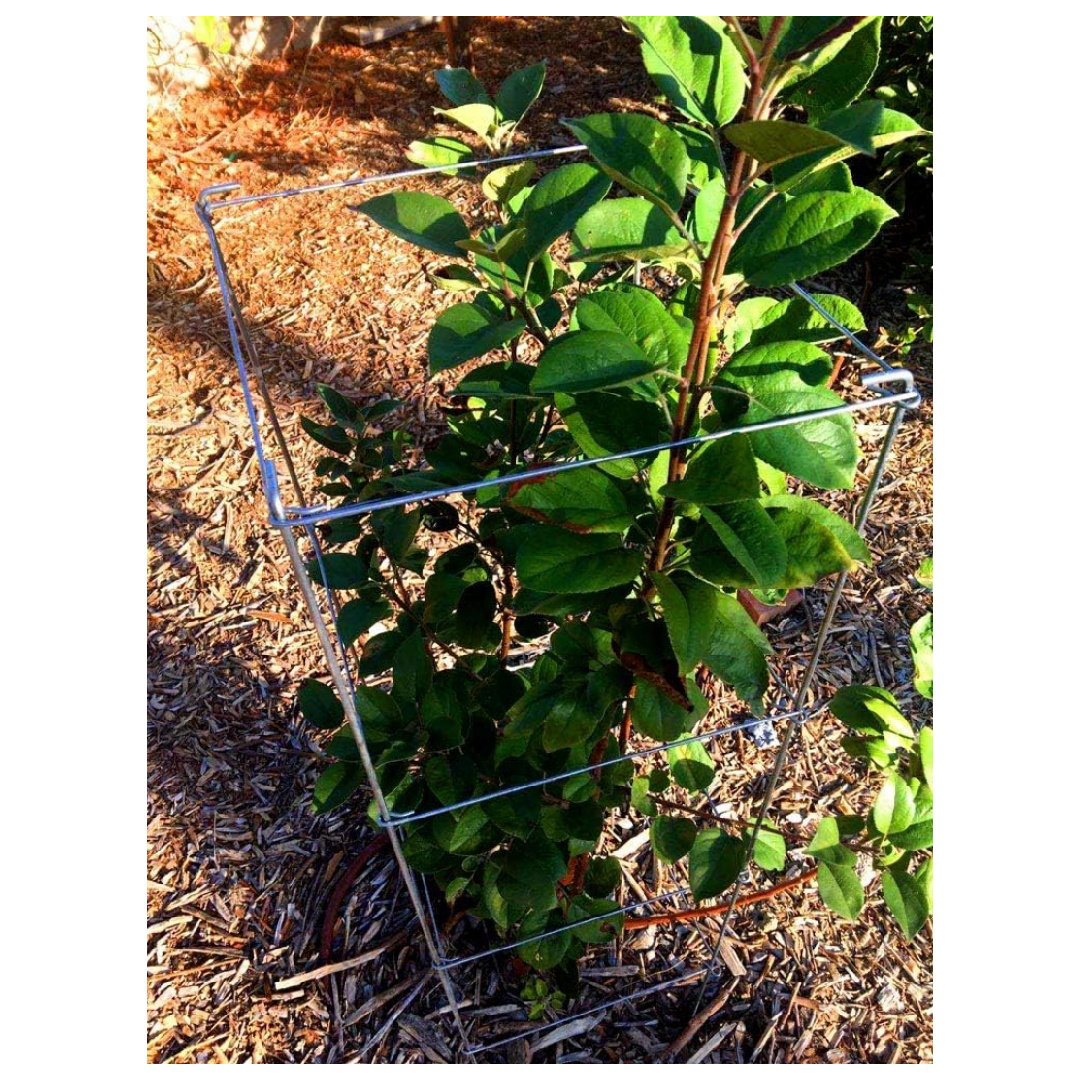 One Allium Way® Galvanized Square Folding Tomato Cage Plant Support ...