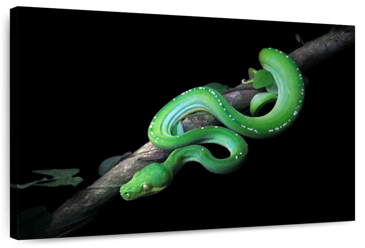 Ebern Designs Brampt Green Python Slithering On A Branch | Wayfair