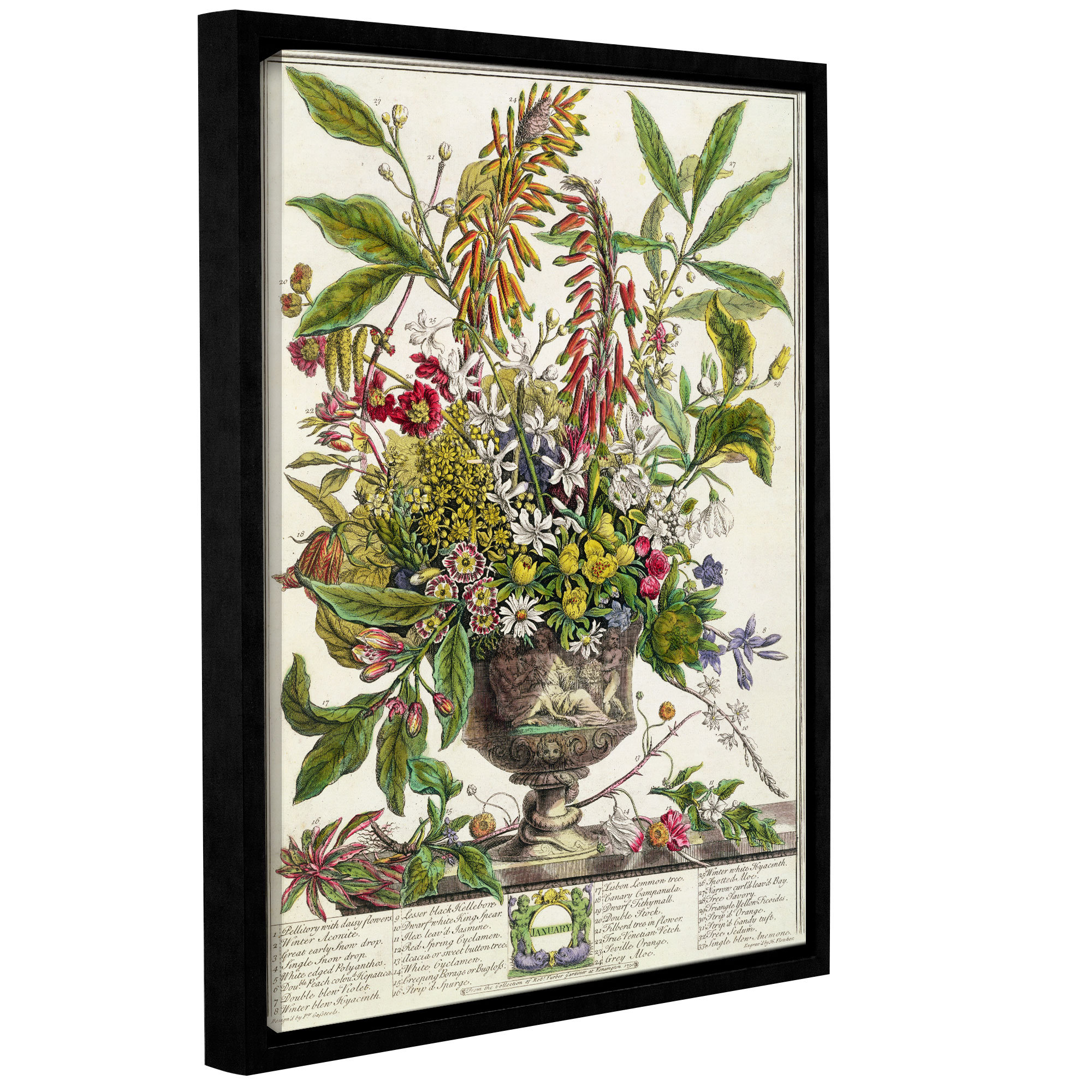 Alcott Hill 'January from Twelve Months of Flowers' Floater Frame ...