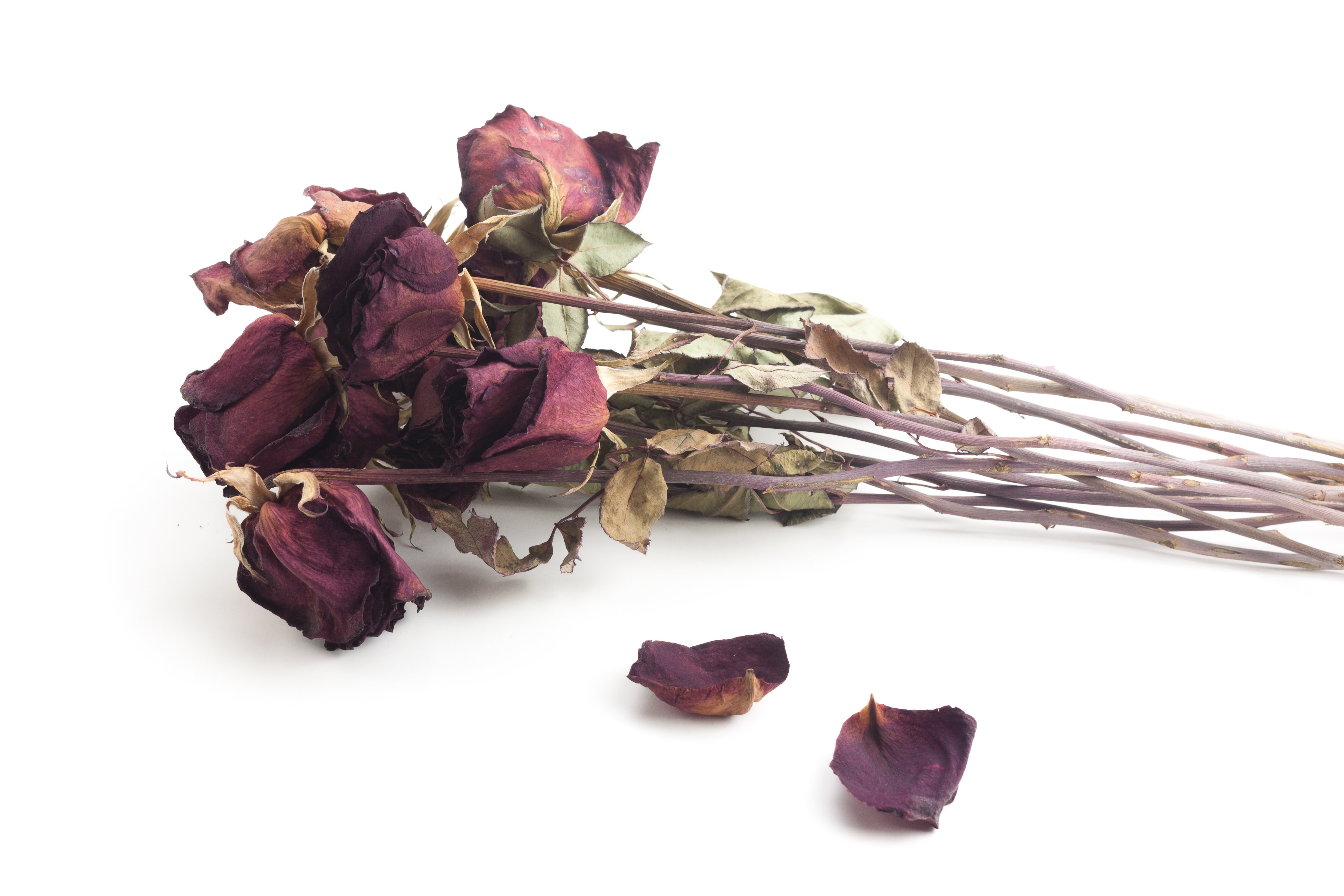 Ebern Designs Withered Roses On Canvas by Caochunhai Print | Wayfair