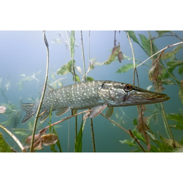 Pike | Wayfair.co.uk