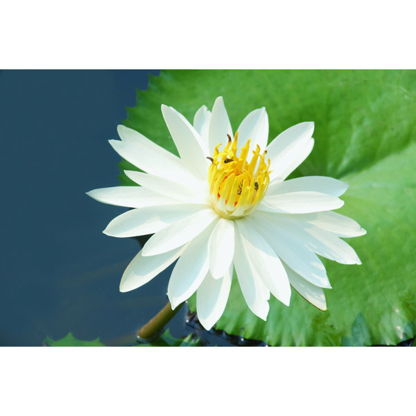 Hokku Designs Choukri Flower On Canvas by Tuelekza Photograph | Wayfair