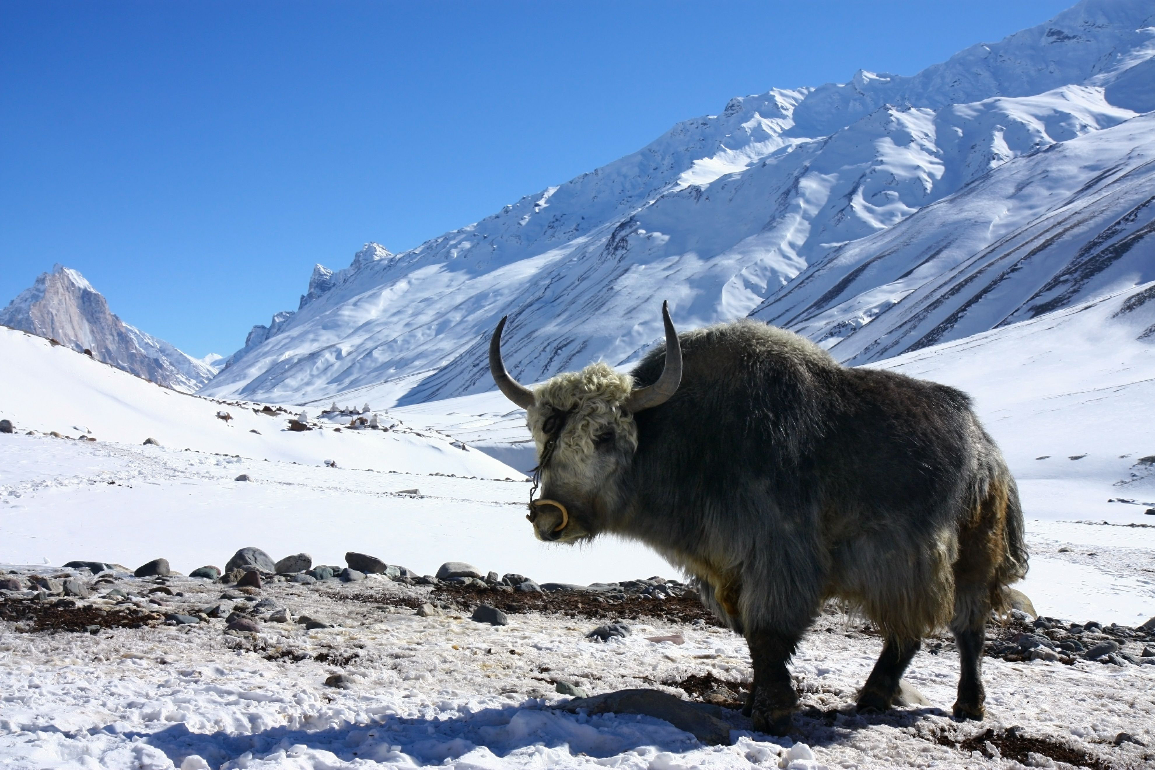 Millwood Pines Yak In Snowy Himalayas by - Wrapped Canvas Photograph ...