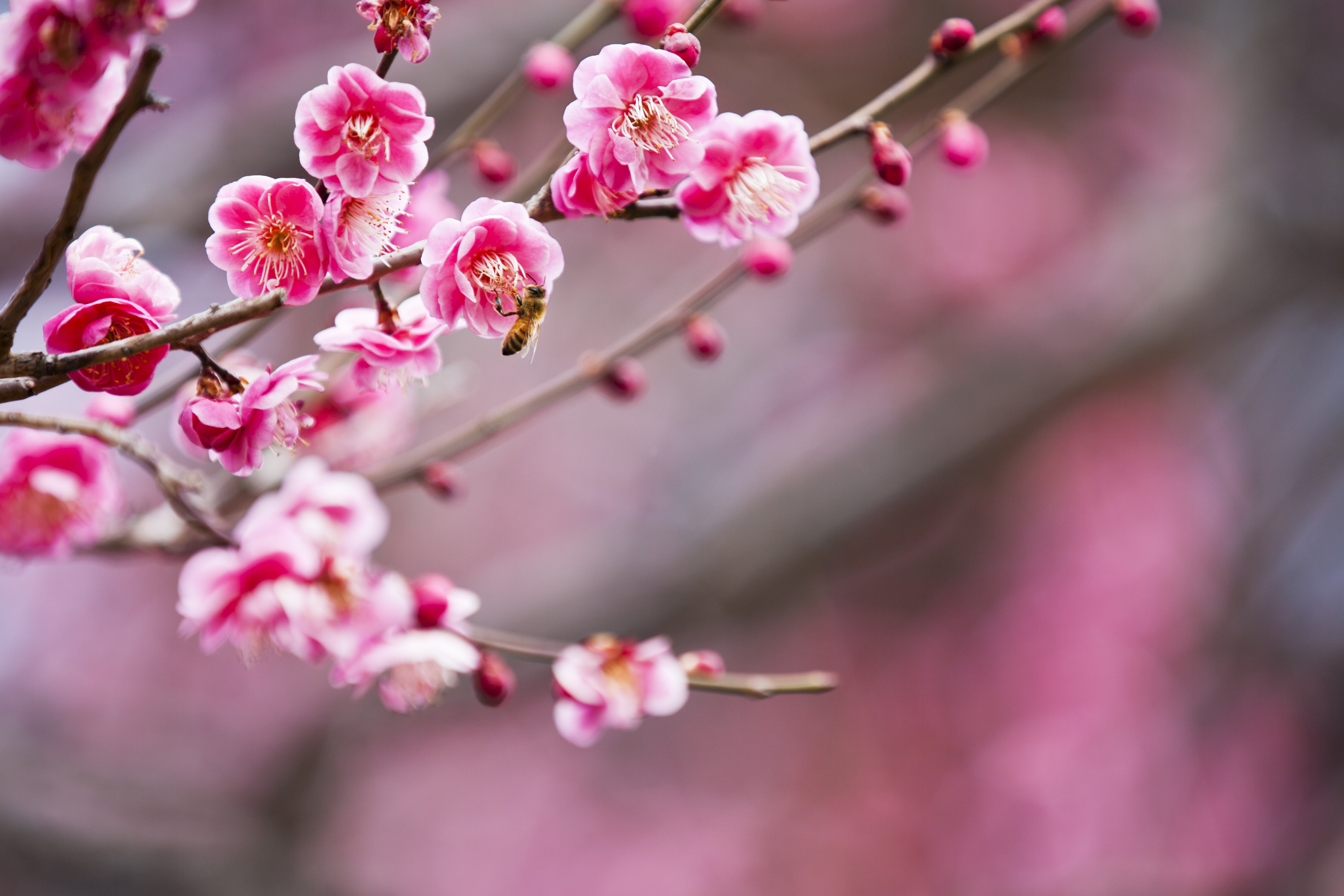 Ebern Designs Pink Plum Blossoms by Ooyoo | Wayfair