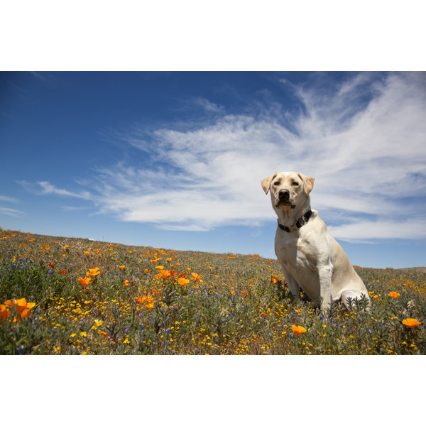 Latitude Run Labrador Dog In Field by AbbieImages - Wrapped Canvas ...