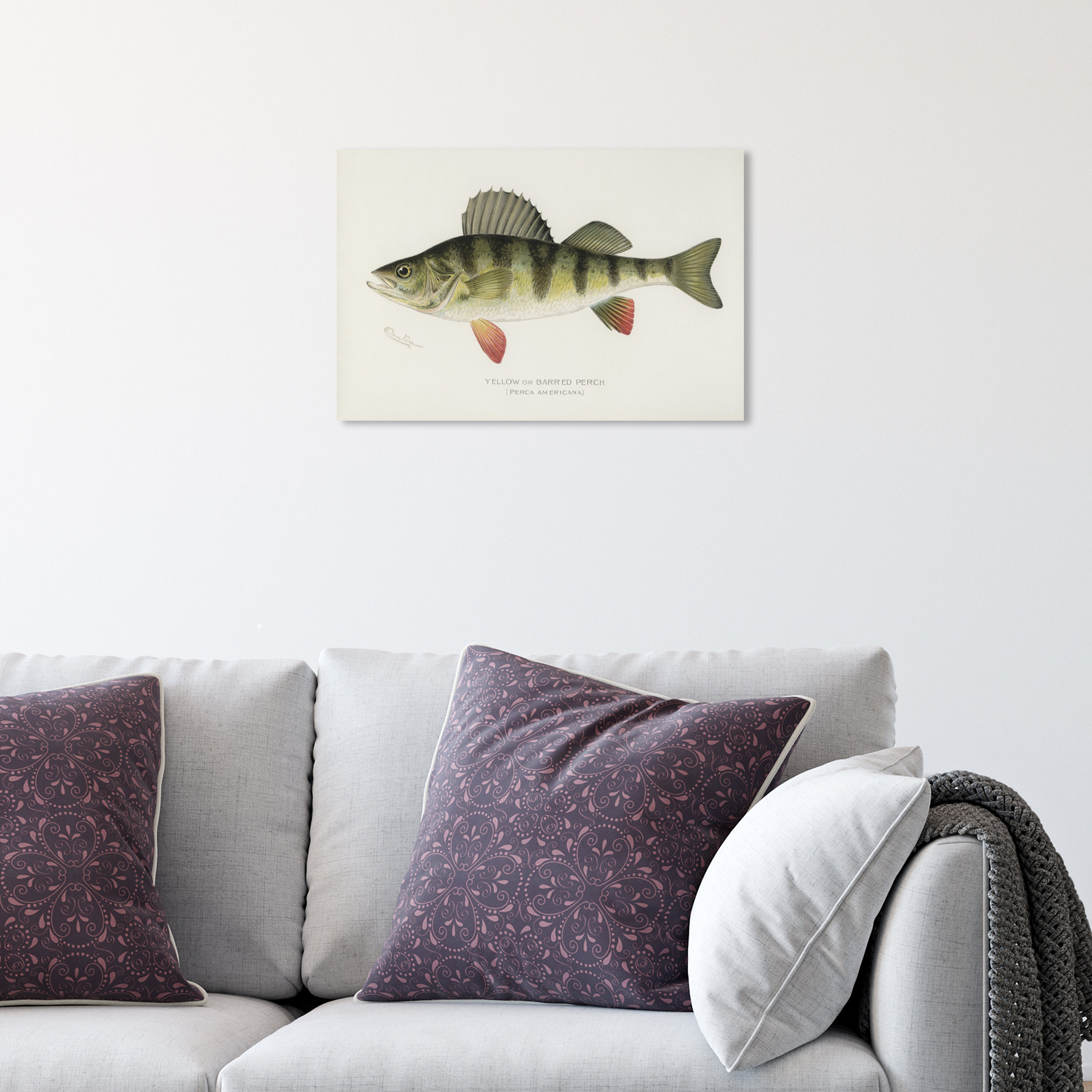 Oliver Gal Animals 'Yellow Perch' Sea Animals By Oliver Gal Wall Art ...
