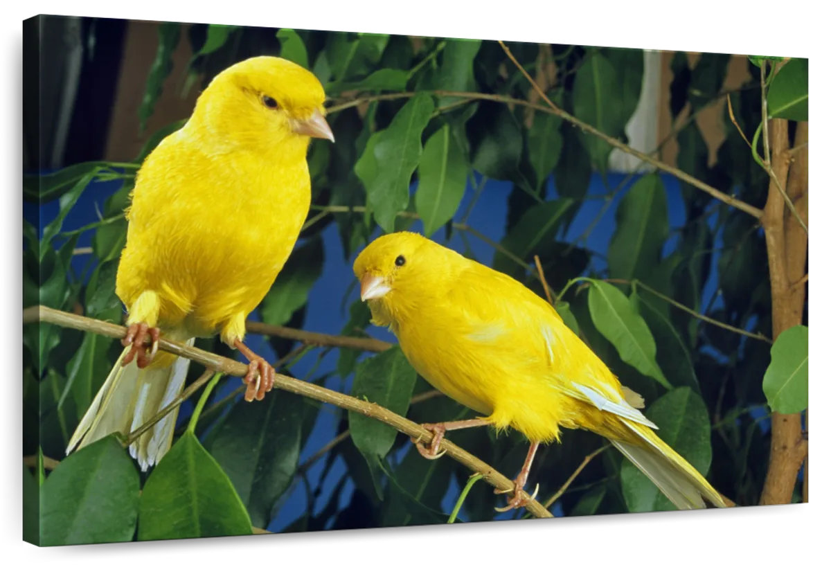 Ebern Designs Yellow Canary Birds - Wayfair Canada