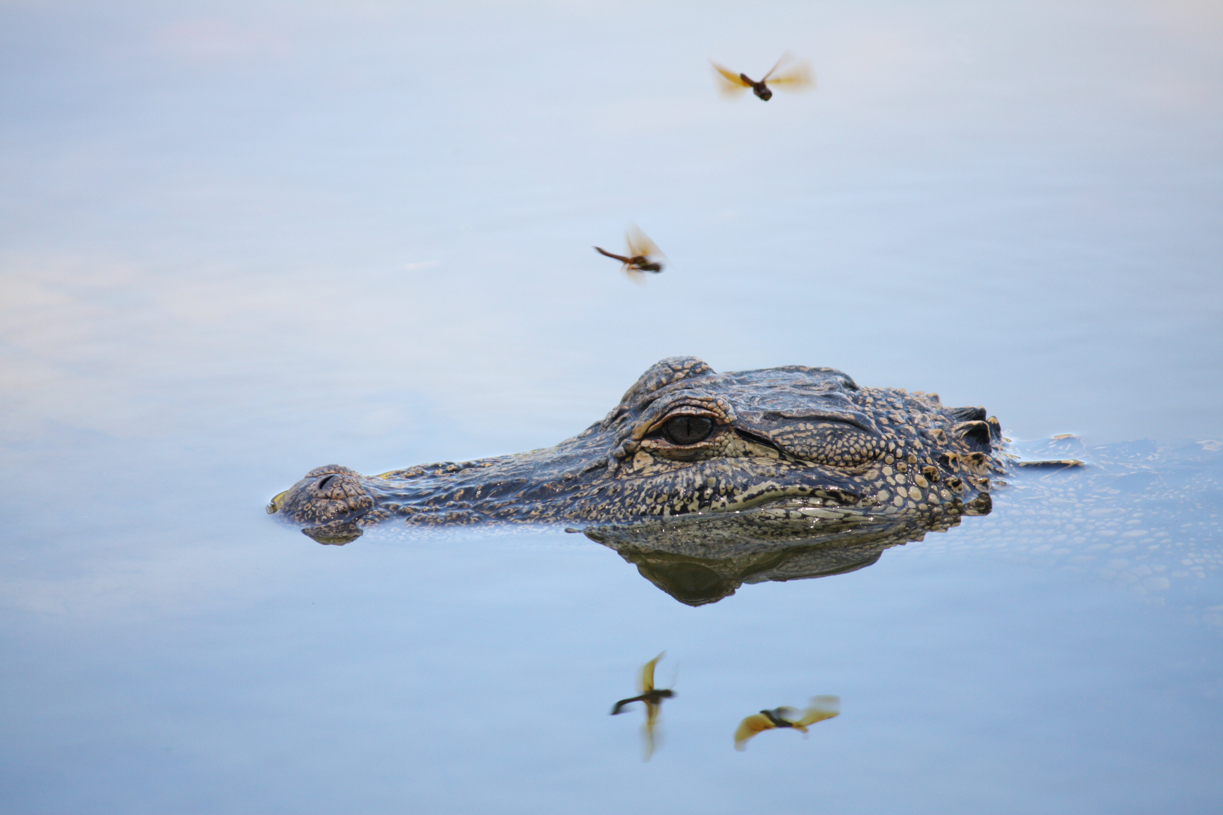 Hokku Designs Wild Alligator - Wayfair Canada