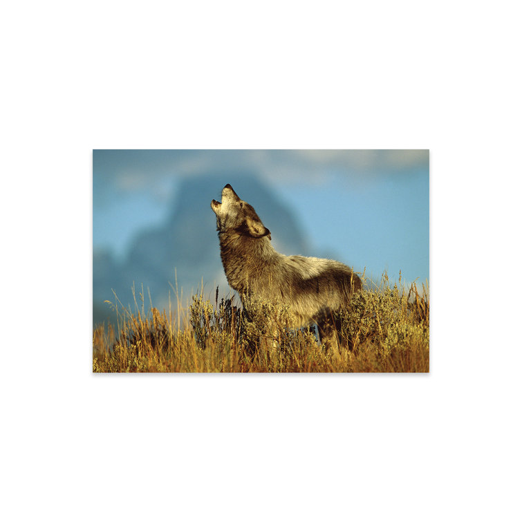 Millwood Pines Timber Wolf Adult Howling, Teton Valley, Idaho Print On ...