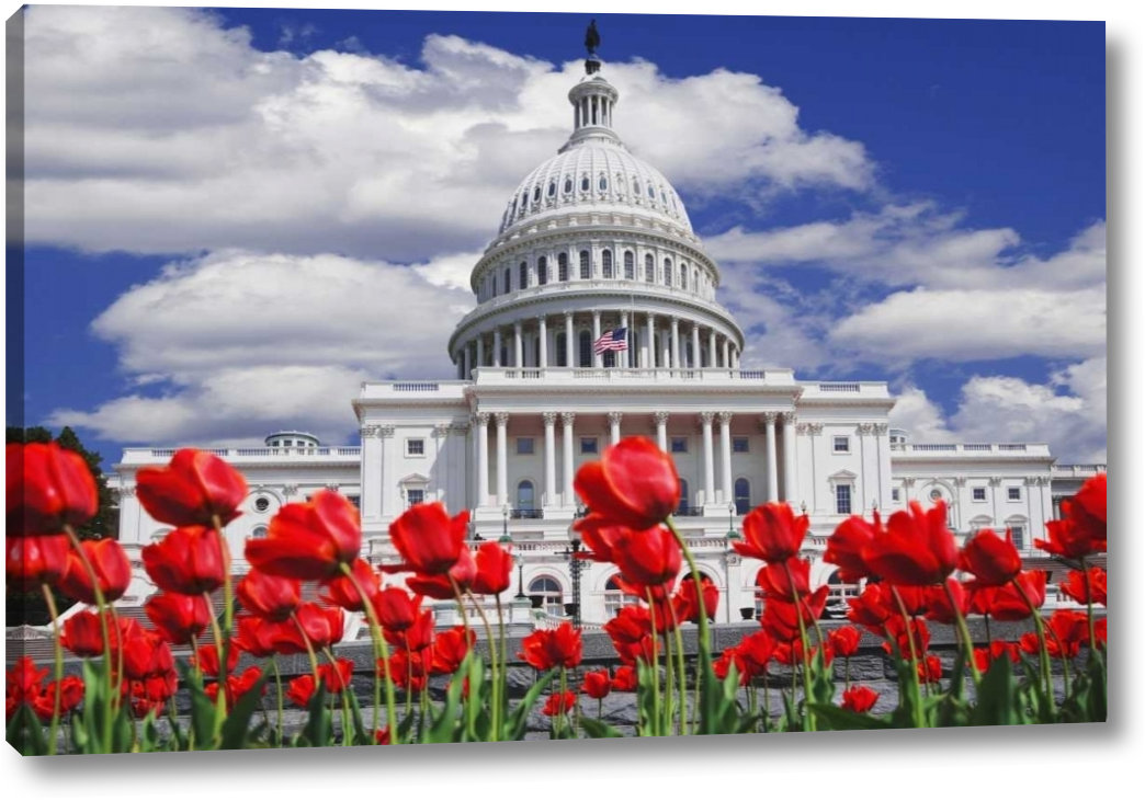 Winston Porter 'Tulips By the Capitol Building, Washington Dc ...