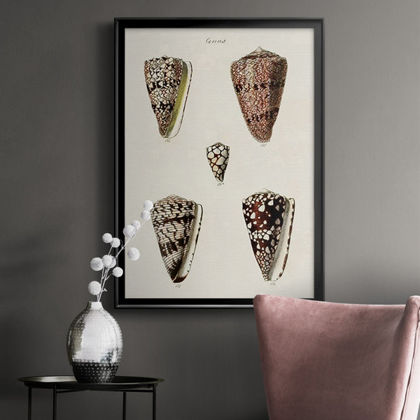WexfordHome Cone Shell Collection III " Cone Shell Collection III ...