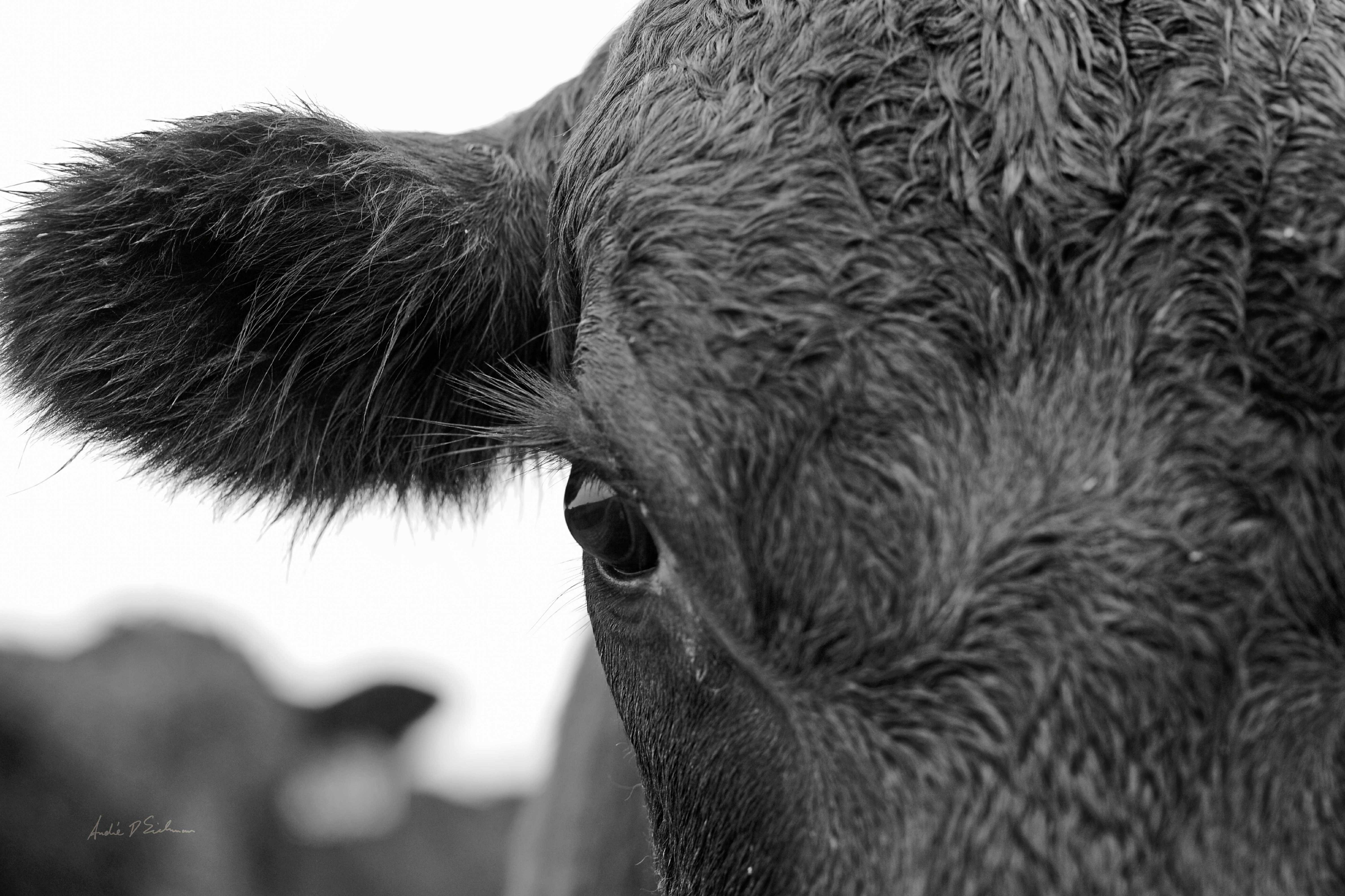Gracie Oaks Andreco On The Ranch V On Canvas by Andre Eichman Print ...