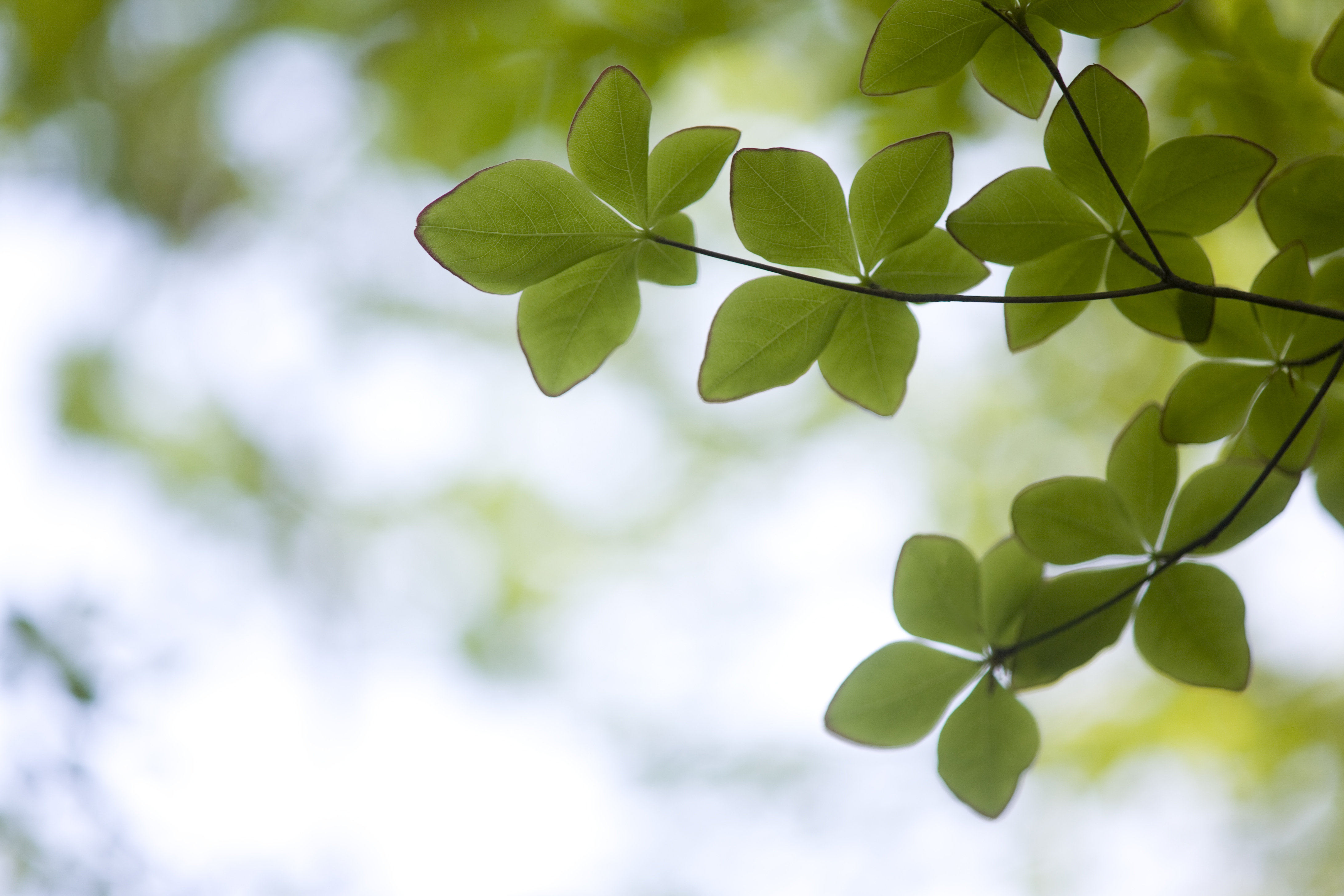 17 Stories Fresh Leaves by Ooyoo - No Frame Art Prints on Canvas | Wayfair.co.uk