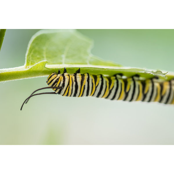 Ebern Designs Zyin Caterpillar | Wayfair