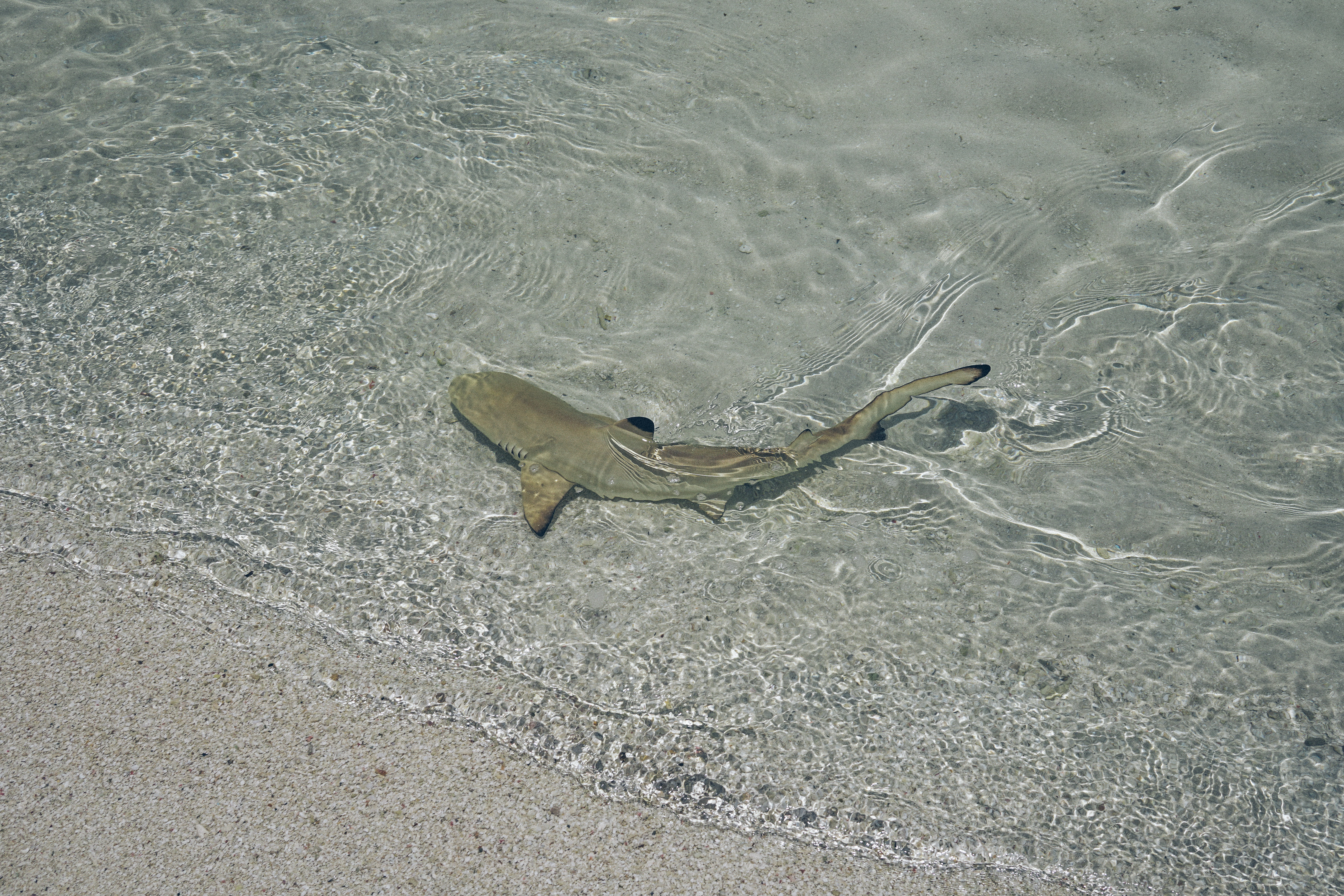 Highland Dunes Baby Shark in Water by Lukatdb | Wayfair