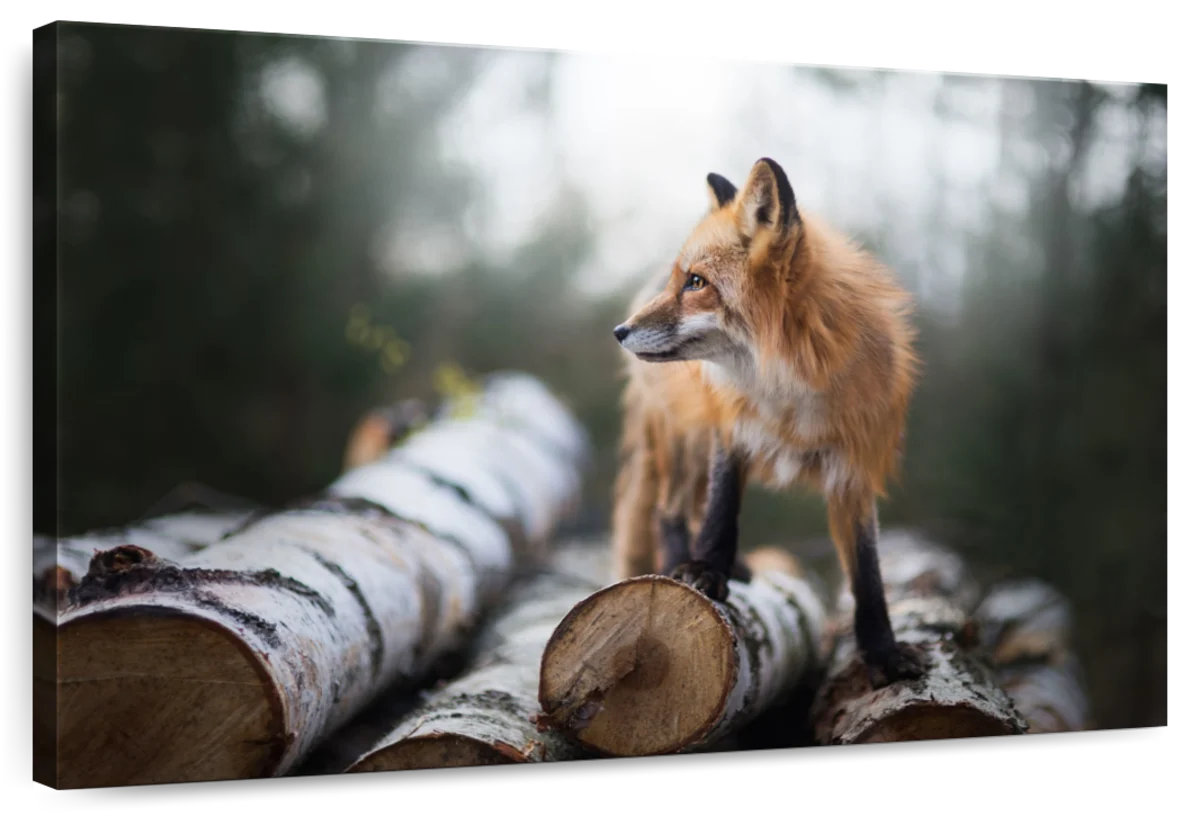 Ebern Designs Handsome Fox | Wayfair