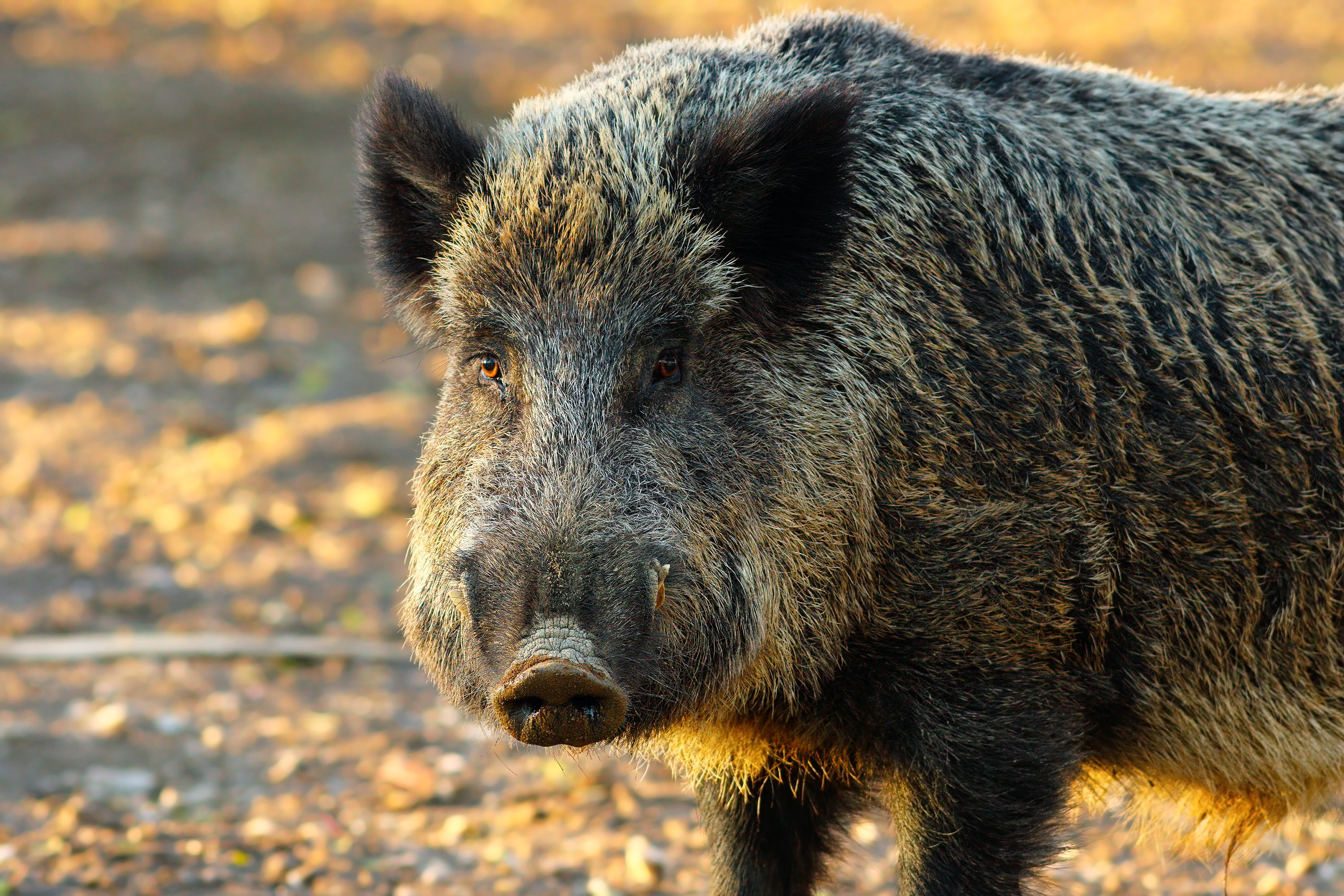 Millwood Pines Close up of Big Wild Boar by Taviphoto - Wrapped Canvas ...