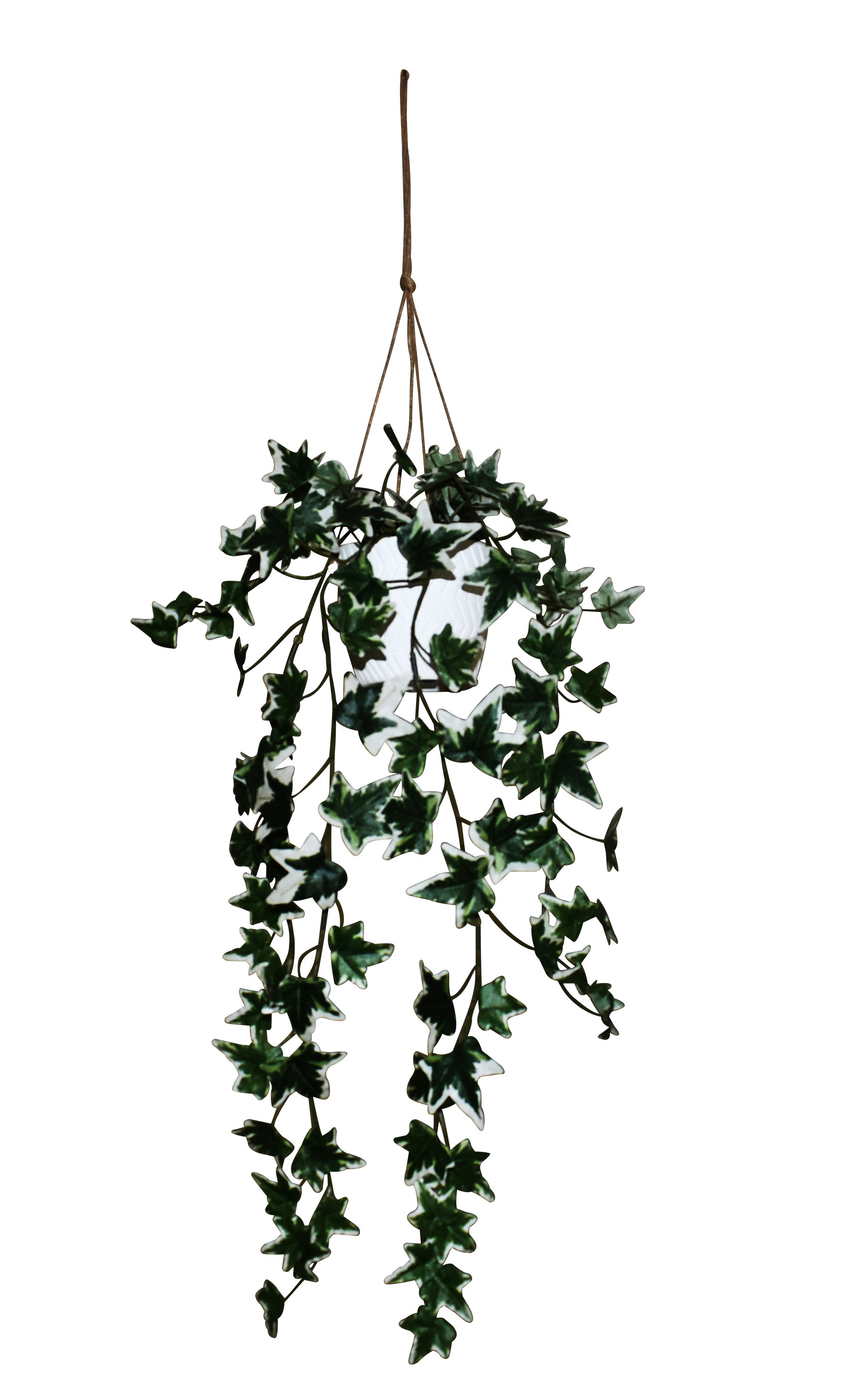 Primrue 26" Holland Ivy Plant Hanging In White Pot - Wayfair Canada