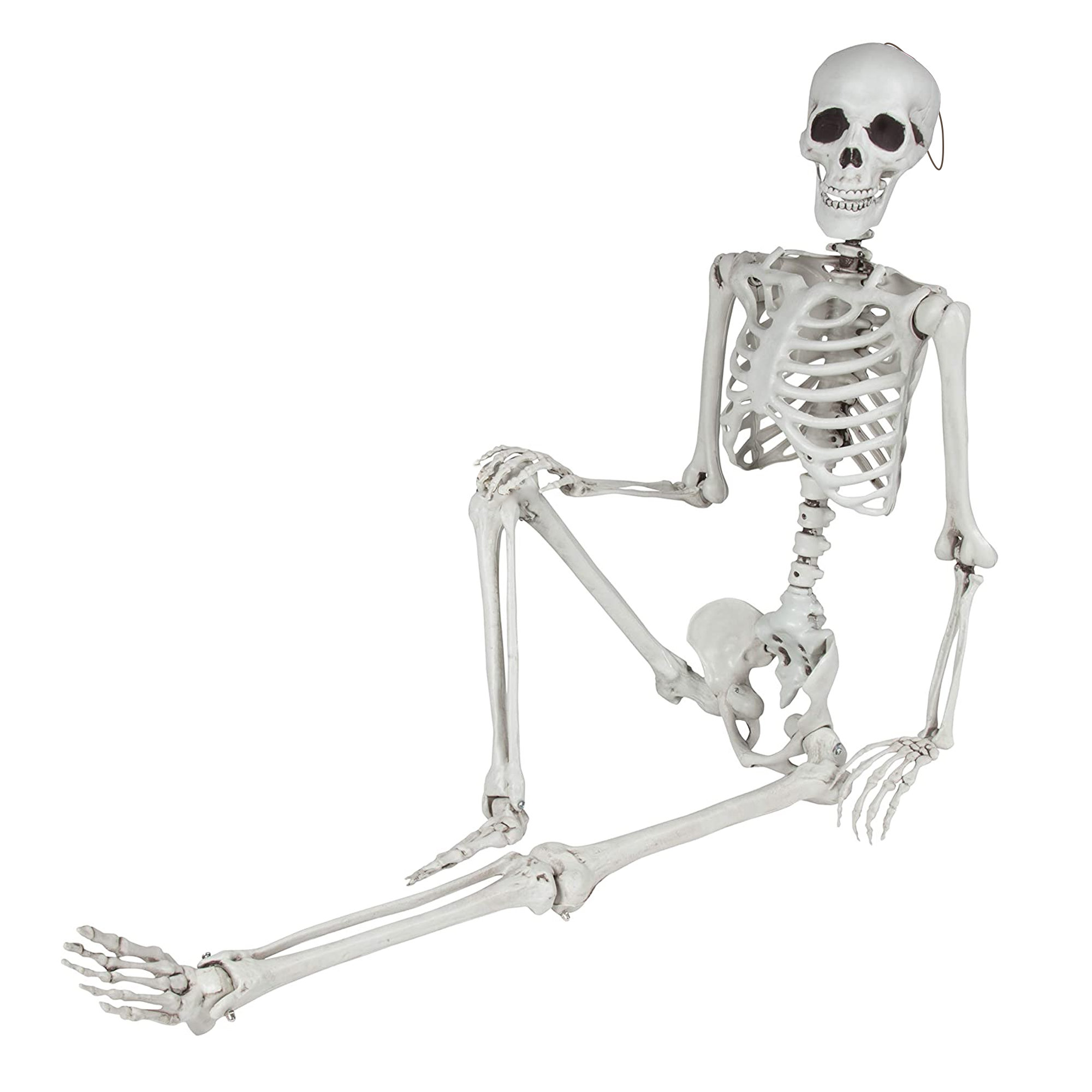 The Holiday Aisle® 5.4 Ft Halloween Skeleton, Life Size Realistic Human Bones, PP Material ...