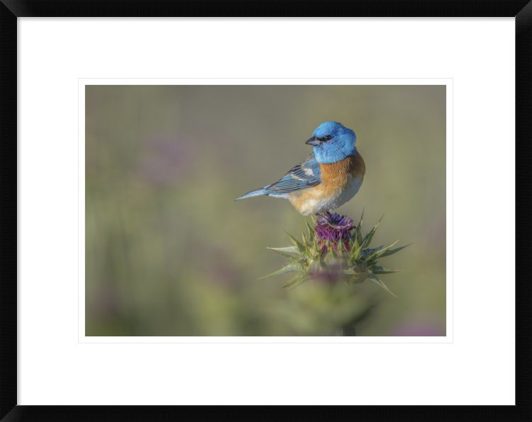 Global Gallery 'Blowin' in the Wind' by Greg Barsh Framed Photographic ...