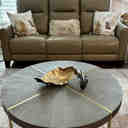 Uttermost Taja Coffee Table & Reviews | Perigold