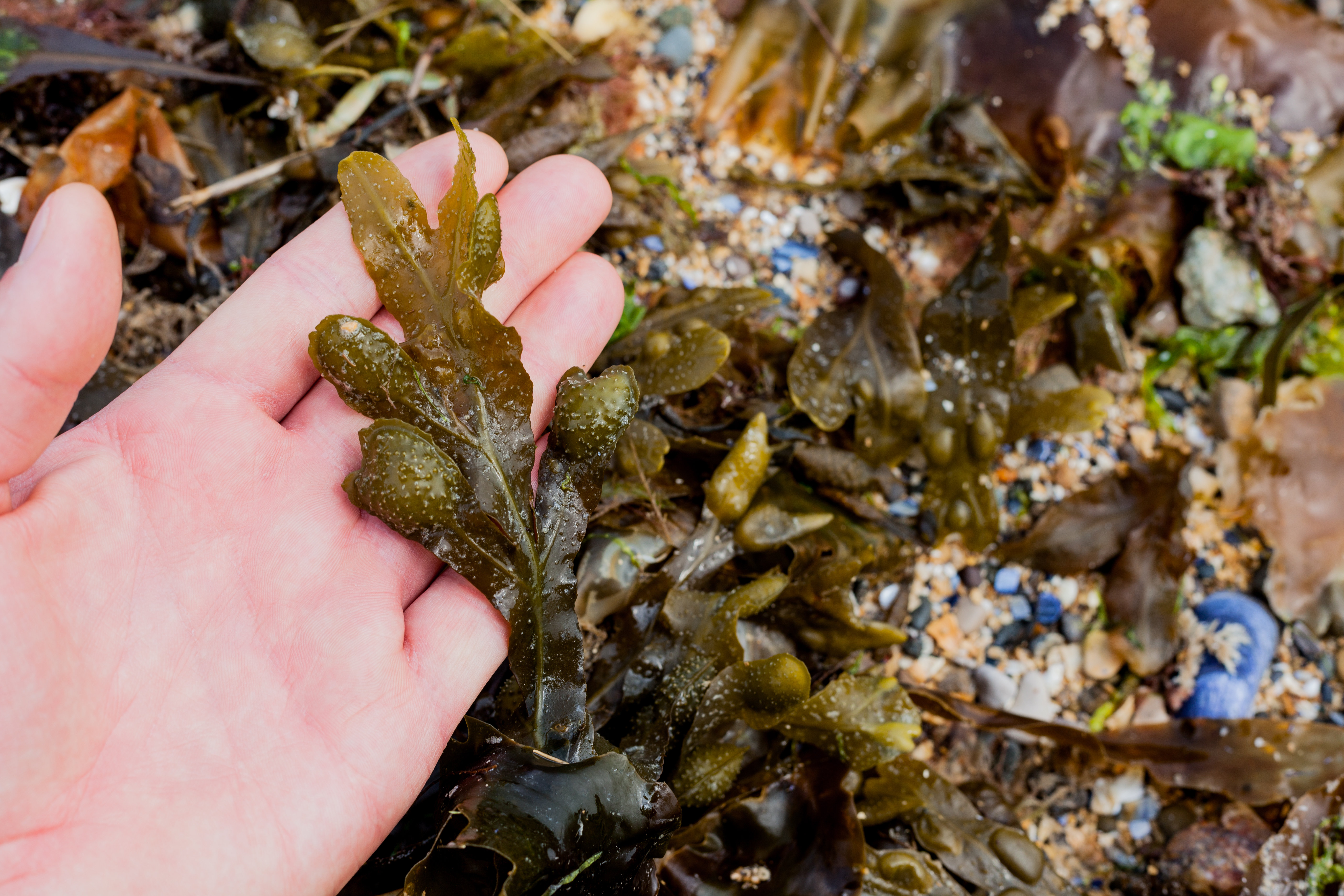 Ebern Designs Seaweed In Hand | Wayfair.ie