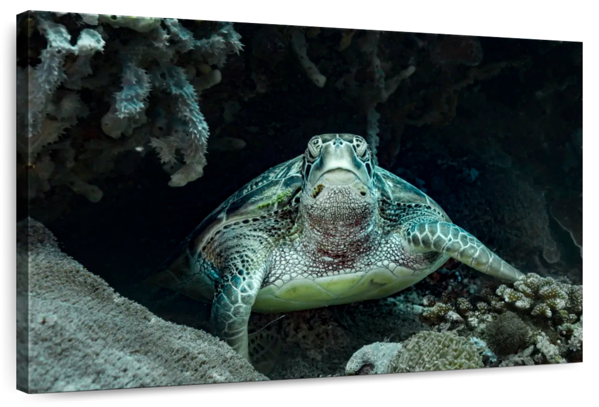 Ebern Designs Brampt Bali Green Sea Turtle | Wayfair