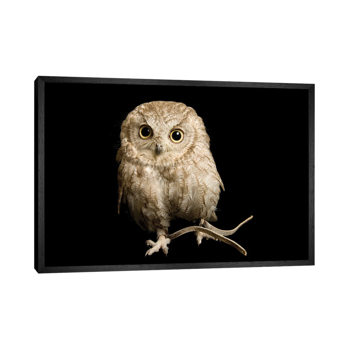 Union Rustic A Western Screech Owl, Sonoran Desert Colorphase At The ...