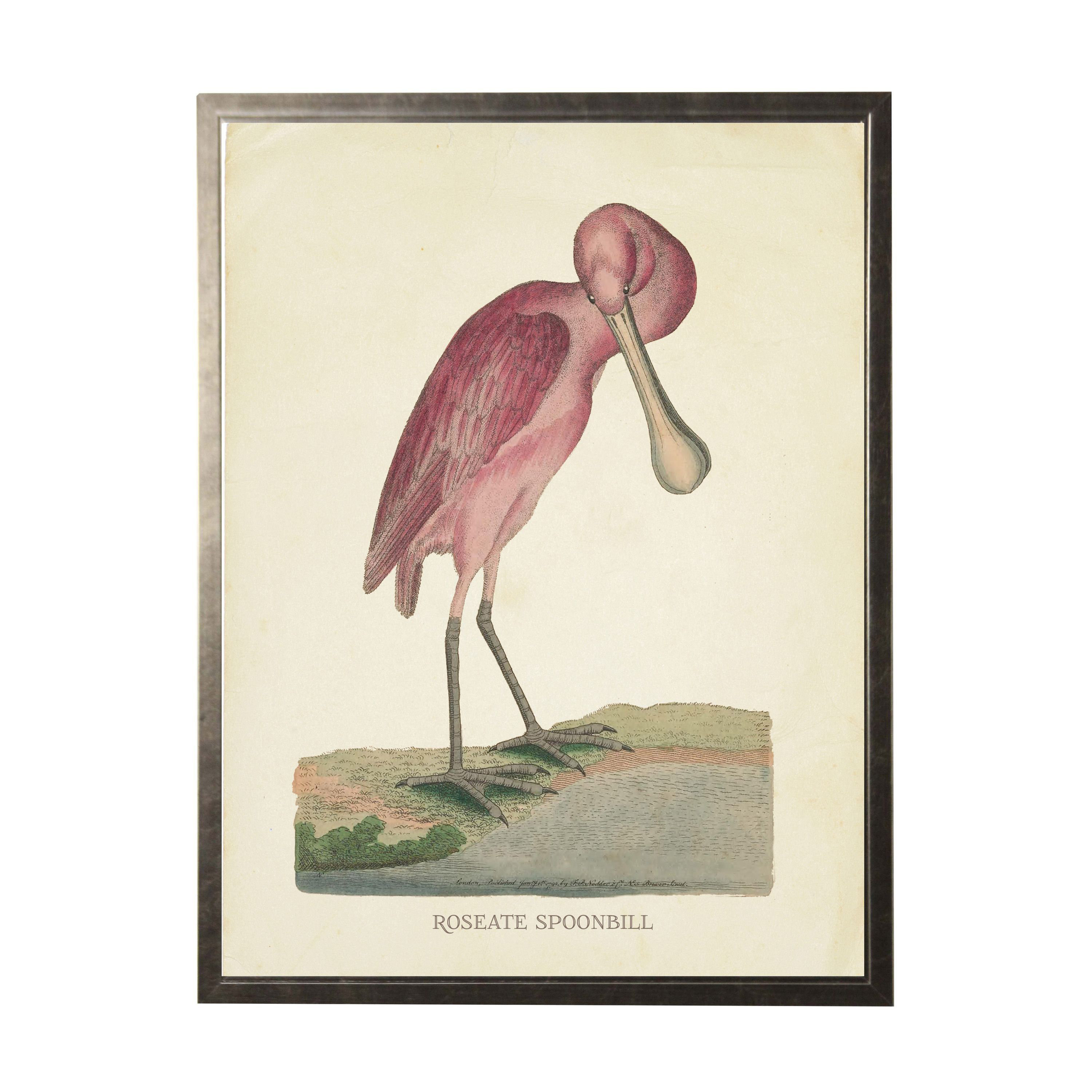 Bay Isle Home™ Vintage Spoonbill Framed On Paper Print | Wayfair