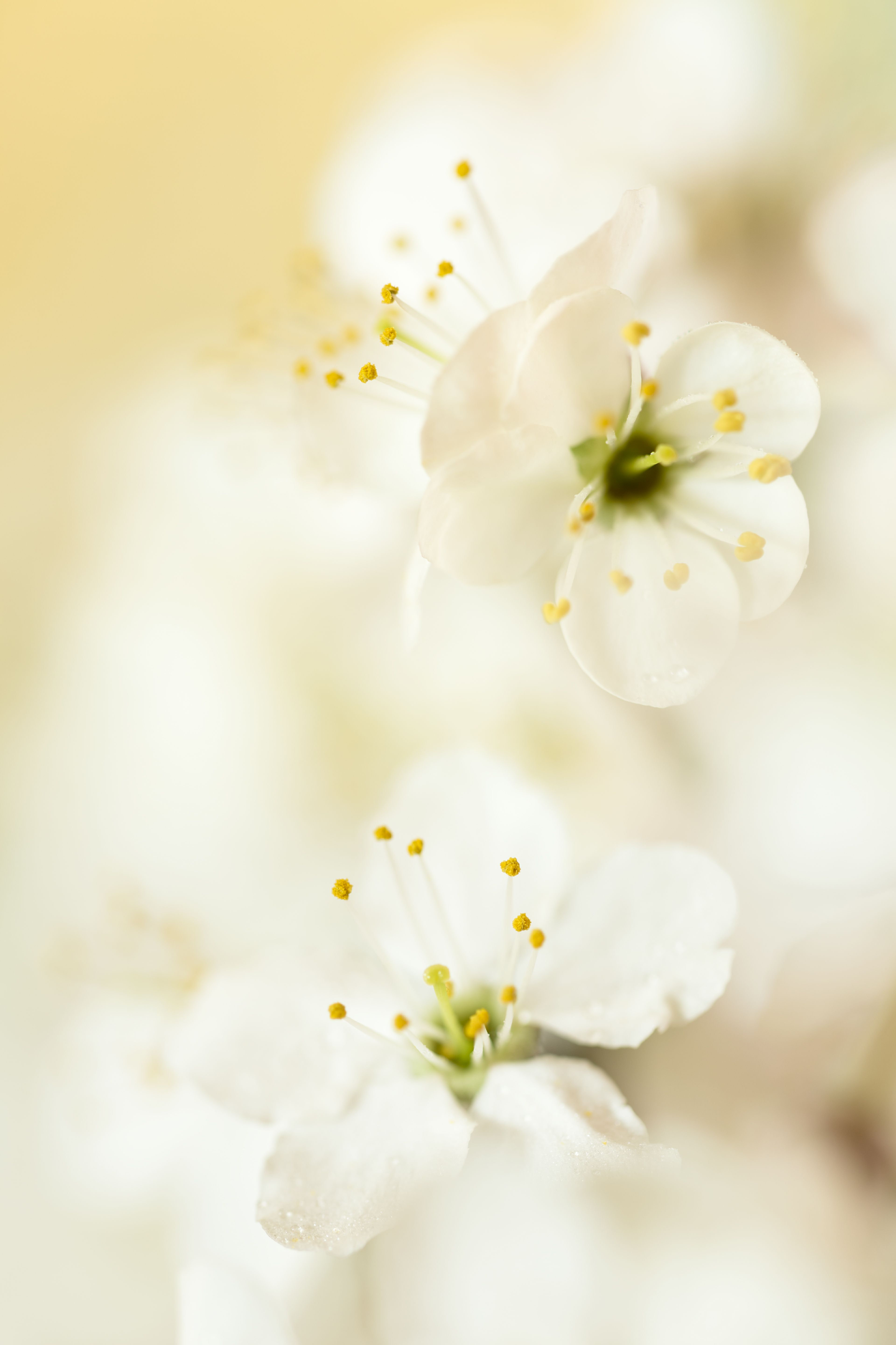 Ebern Designs Daryal " Cherry Blossom " by Mliberra | Wayfair