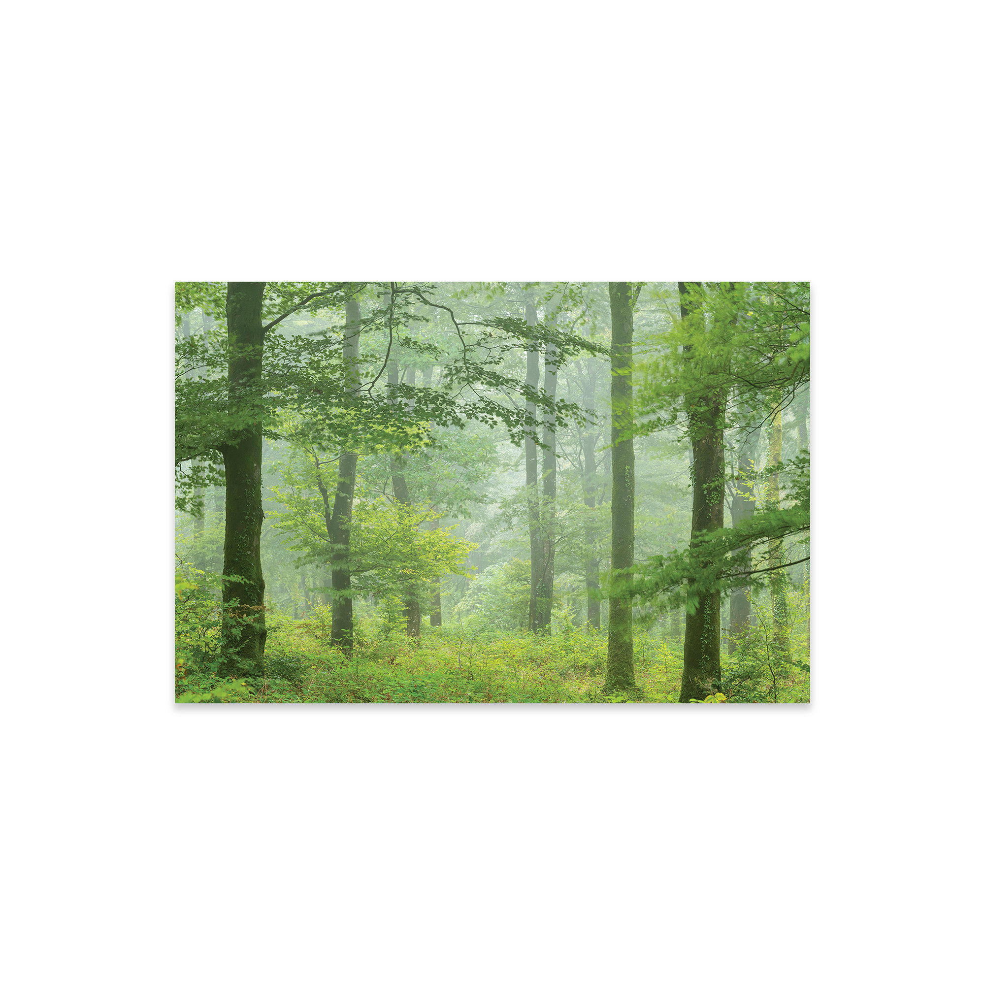Millwood Pines Misty Summer Forest by Adam Burton | Wayfair