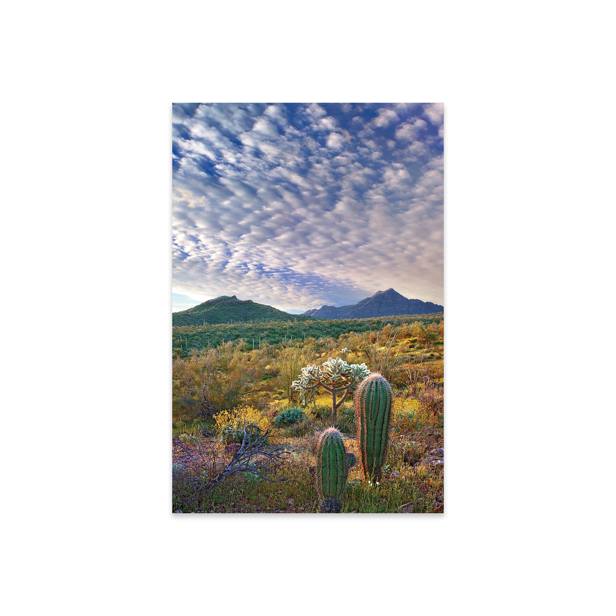 Millwood Pines Annegriet Saguaro And Teddybear Cholla, Arizona Amid ...