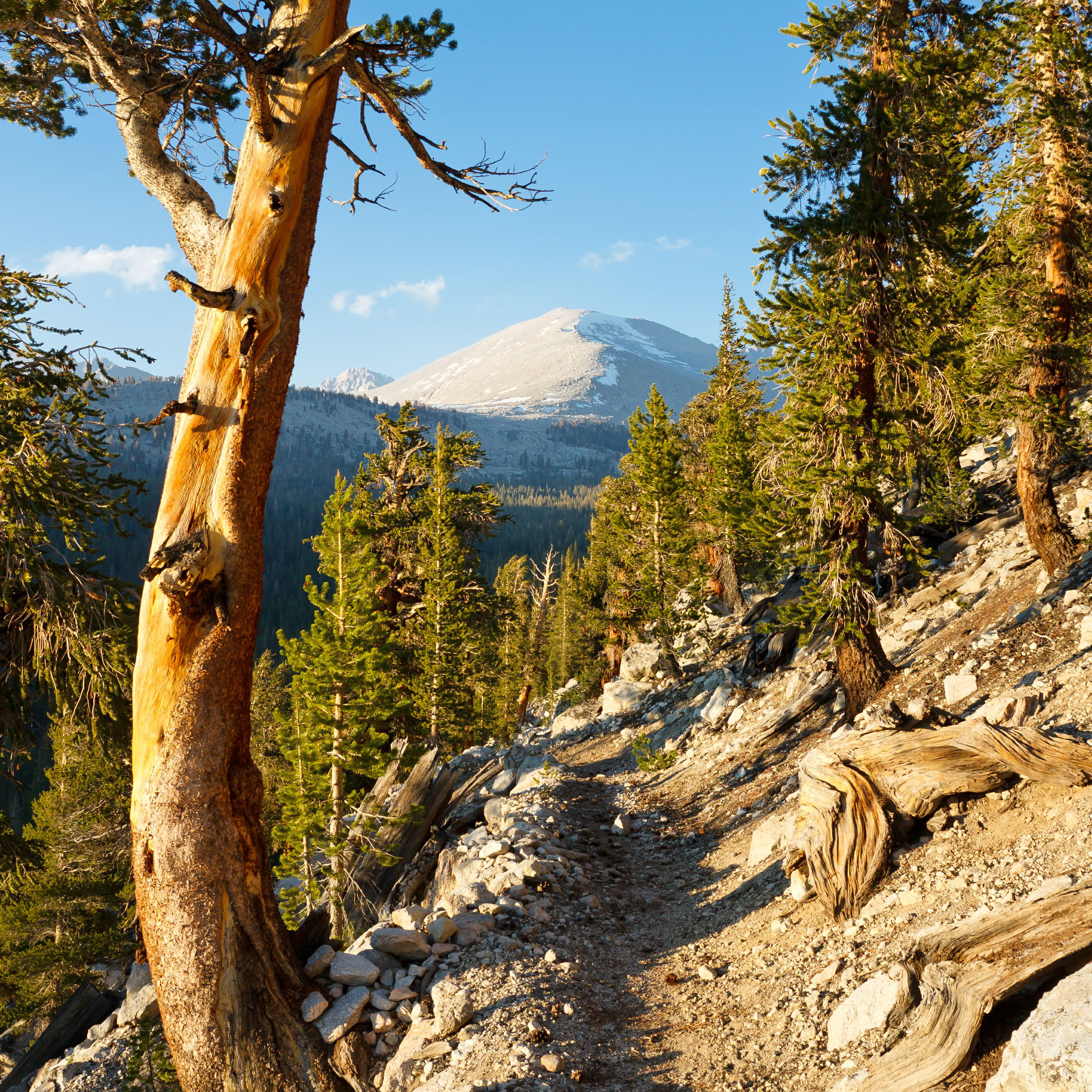 Millwood Pines Sequoia National Park, California - Wrapped Canvas ...