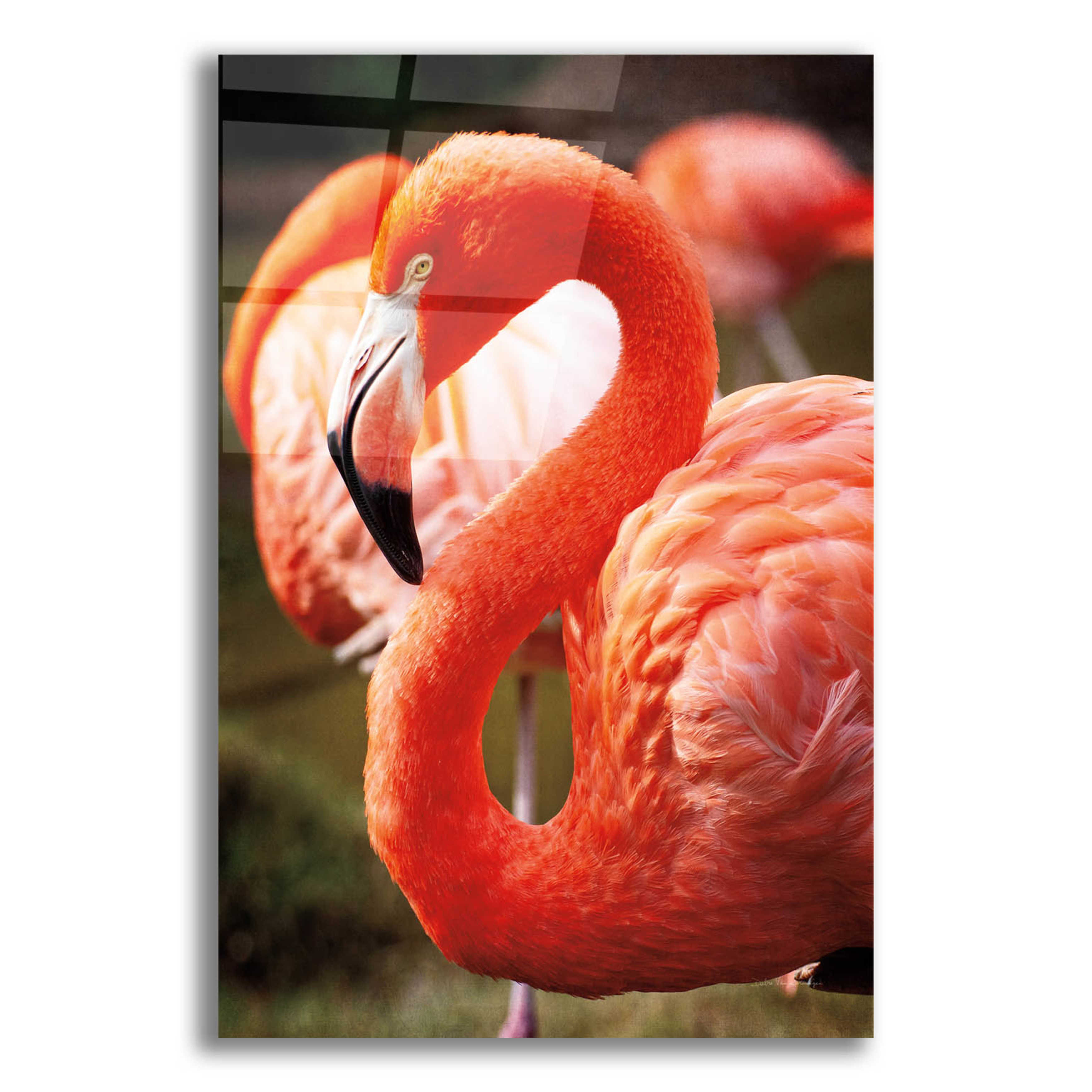 Bay Isle Home™ Flamingo III by Debra Van Swearingen - Unframed ...