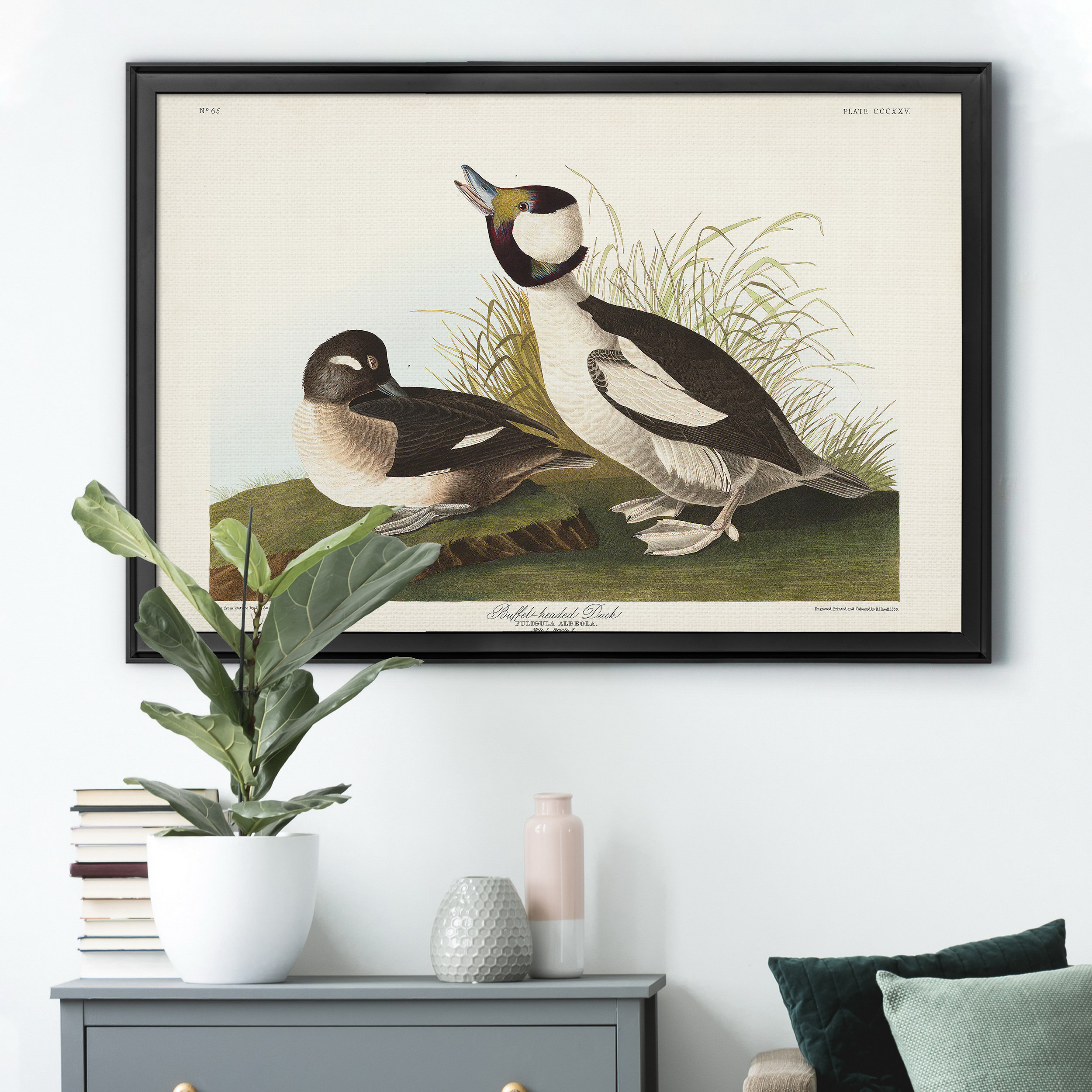 August Grove® Buffel Headed Duck - Picture Frame Print on Canvas | Wayfair