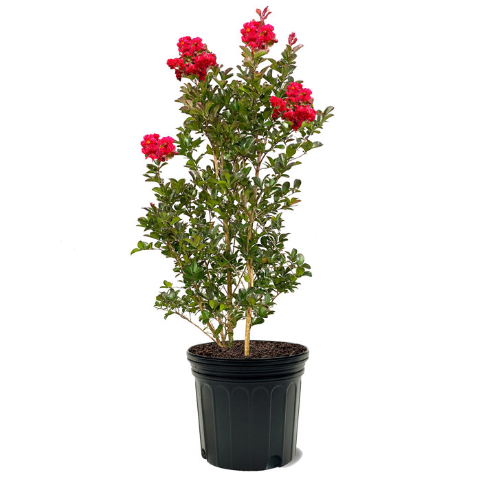 American Plant Exchange Flowering Trees Live Ruffled Red Magic Crape ...