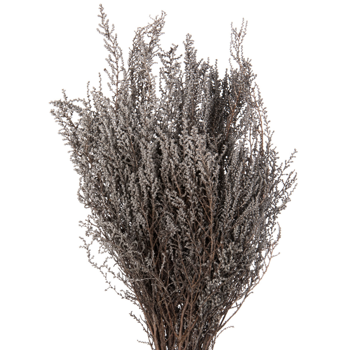 Primrue All Natural Stoebe Bundle, Preserved 14"-18" Stoebe Bundle ...