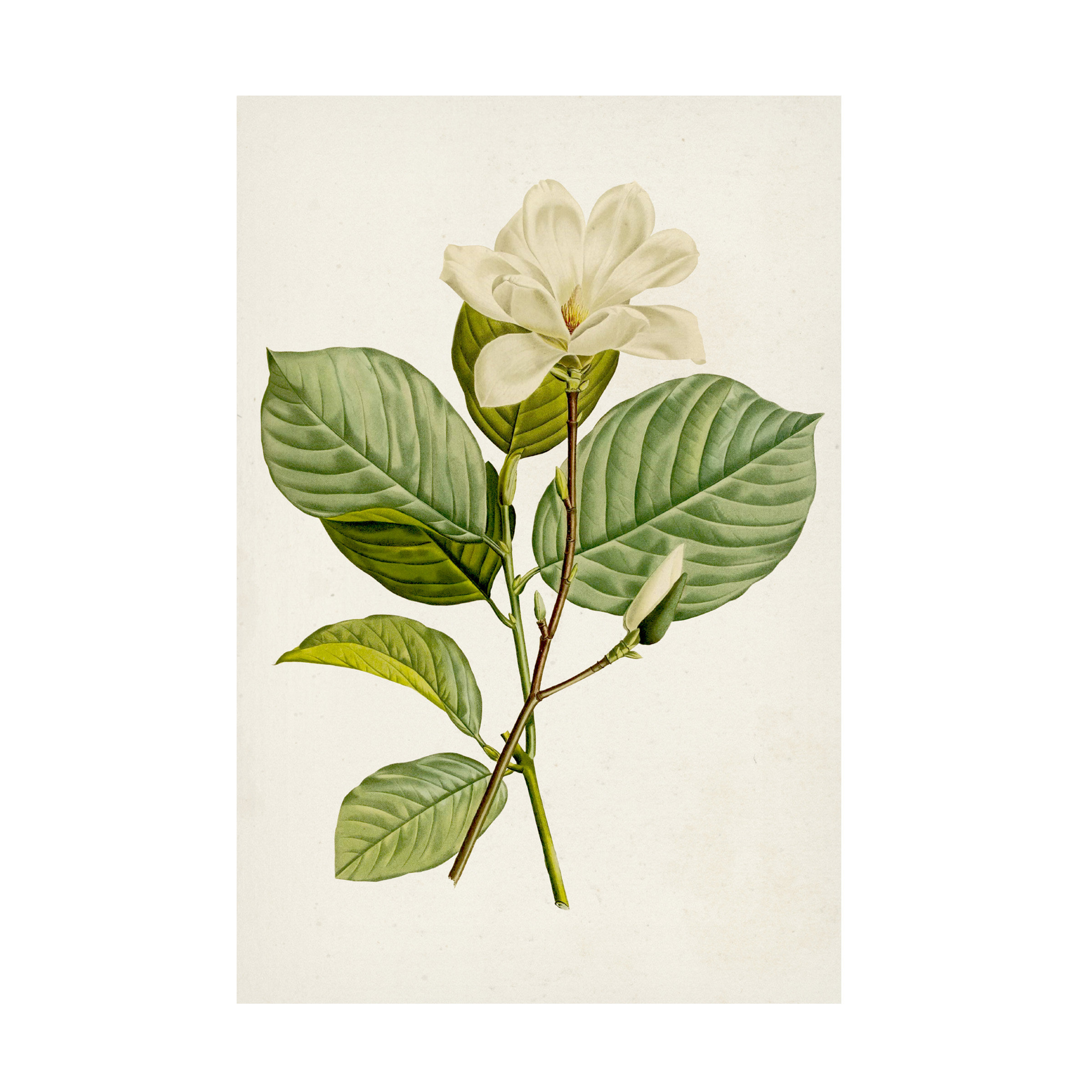 Winston Porter Magnolia Flowers I On Canvas Print | Wayfair