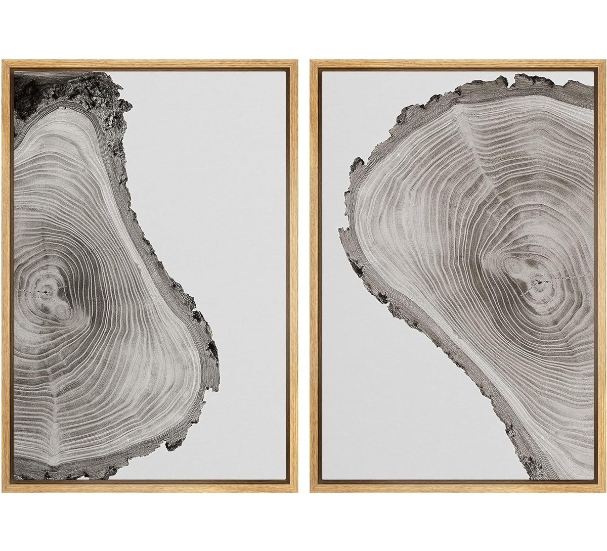 wall26 Black & White Forest Wood Tree Ring Collage Nature Wilderness ...