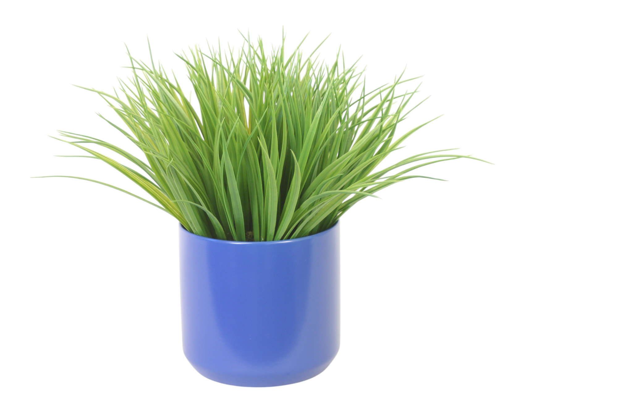 Latitude Run® Vanilla Grass in Blue Container | Wayfair