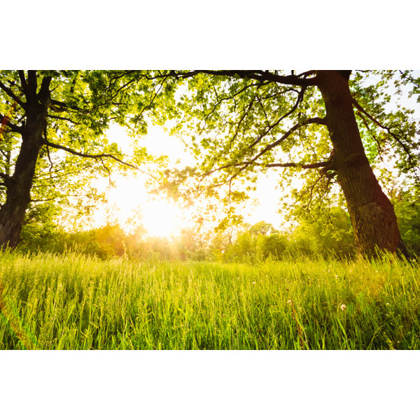 Ebern Designs " Summer Forest Trees " - Wayfair Canada