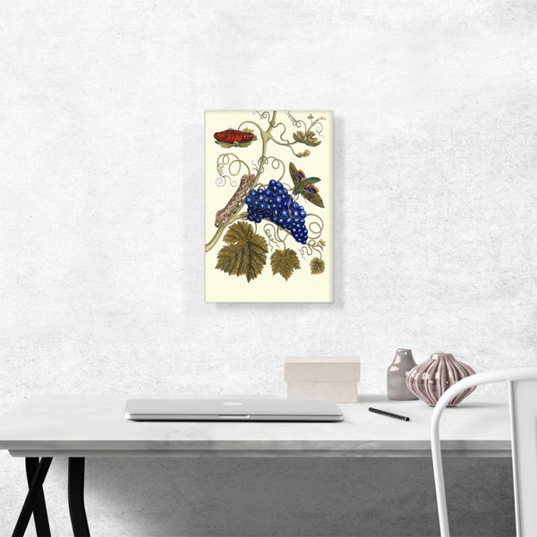 ARTCANVAS Maria Sibylla Meriam Canvas Art Print By Maria Sibylla Merian ...